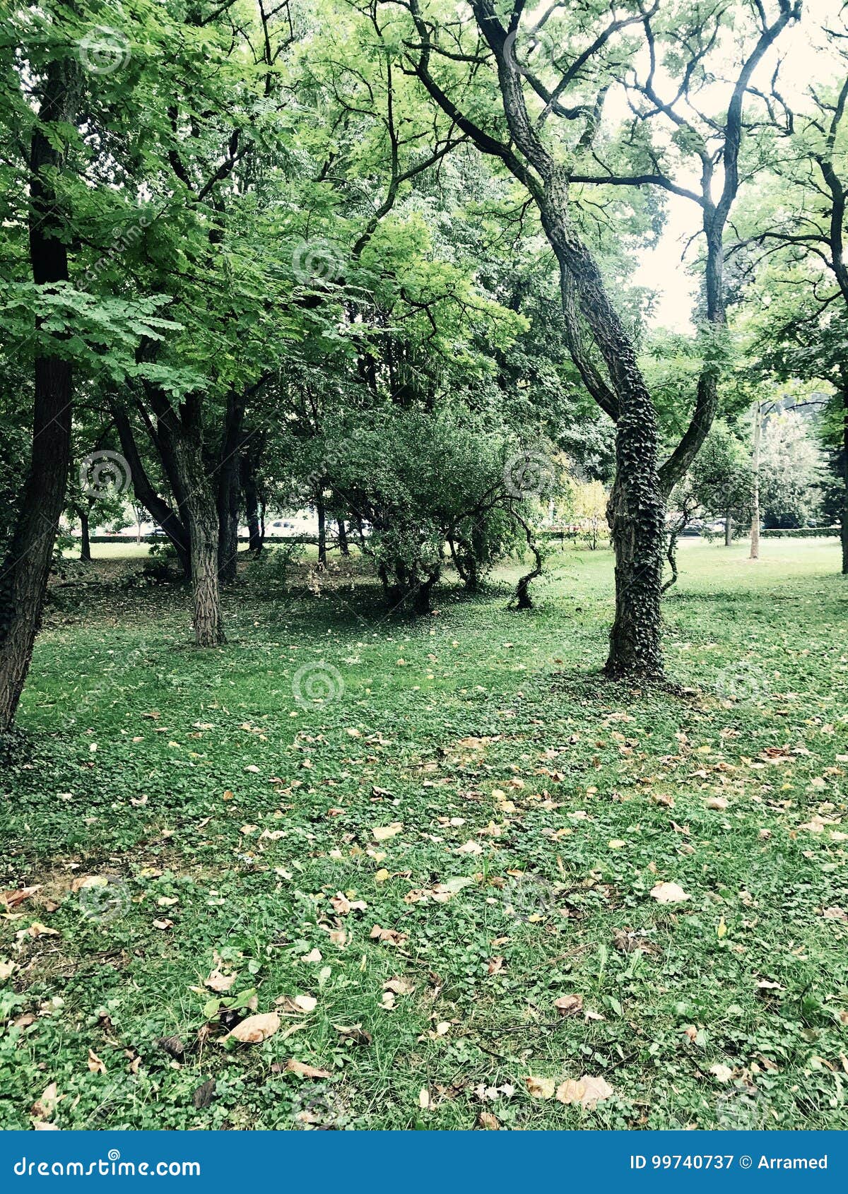 Parque verde imagen de archivo. Imagen de verde, parque - 99740737