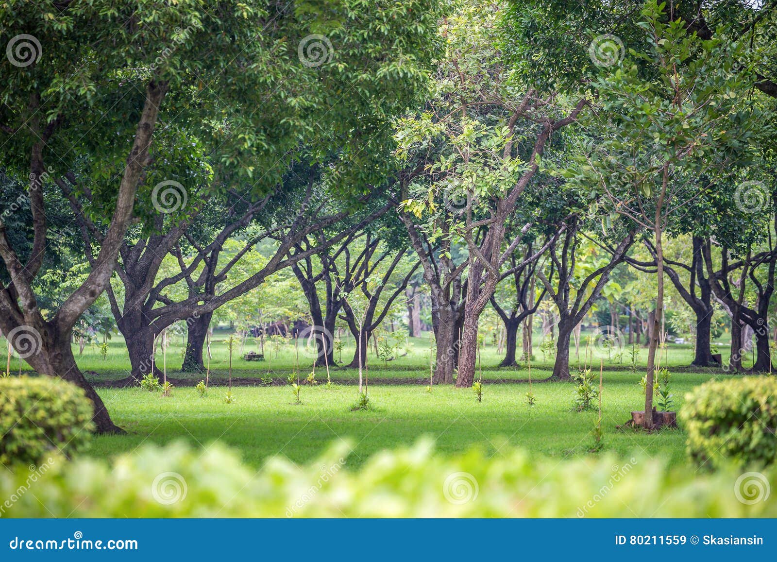 Parque verde fresco imagen de archivo. Imagen de caliente - 80211559