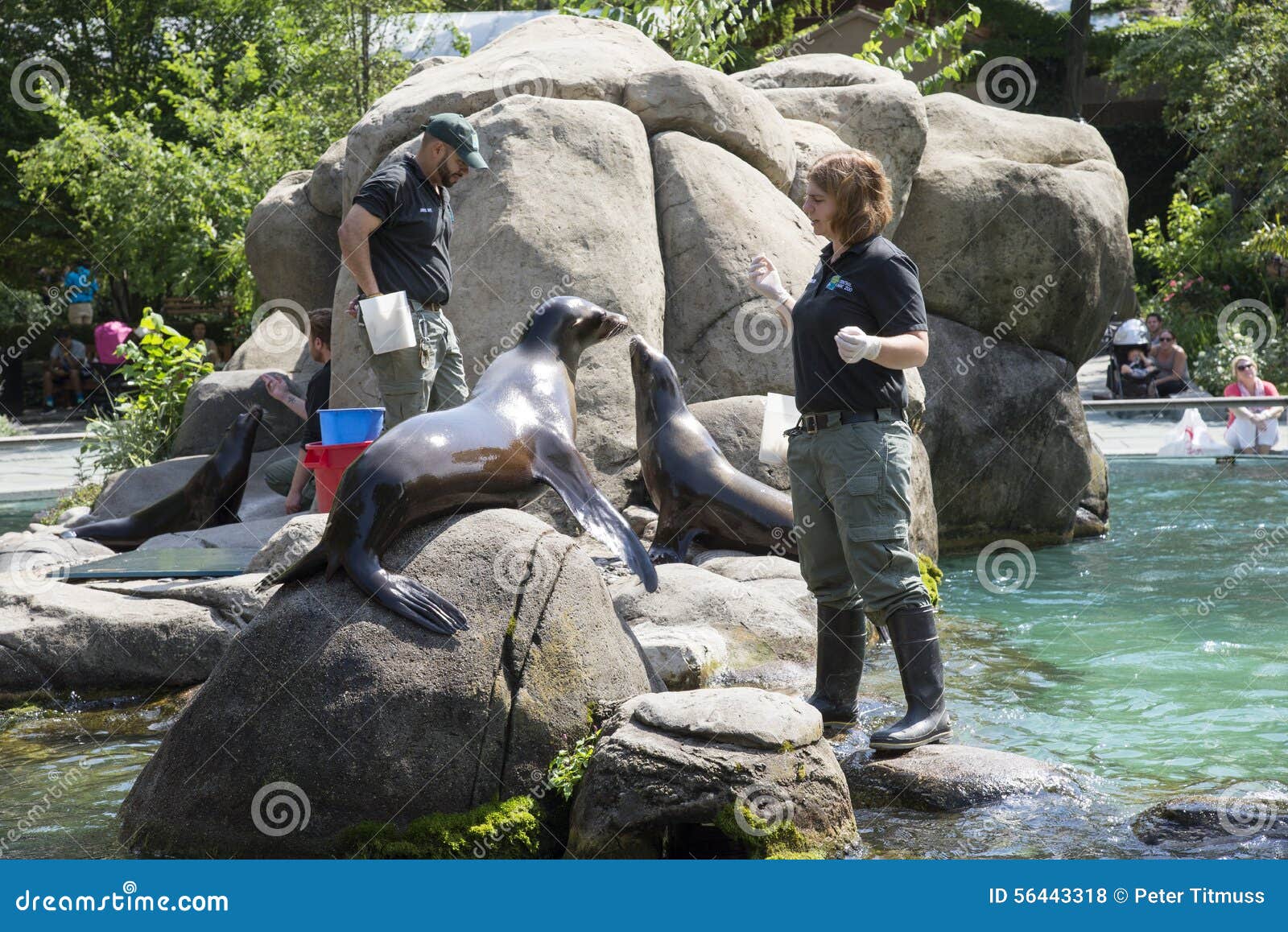 Parque Zoológico Nueva York Los E.E.U.U. Del Central Park Foto de ...