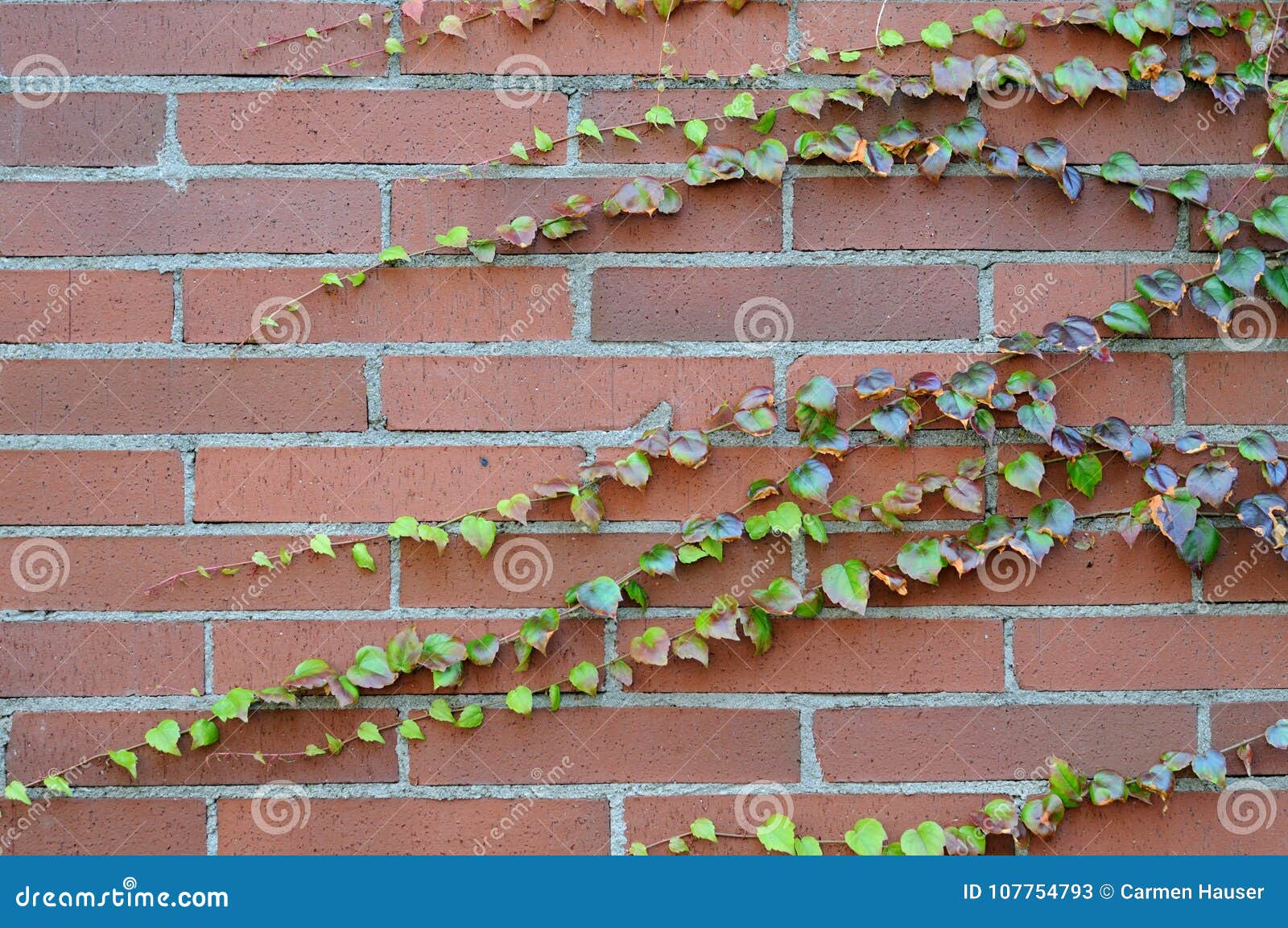 Parra En La Pared De Ladrillo Imagen de archivo - Imagen de ladrillo ...