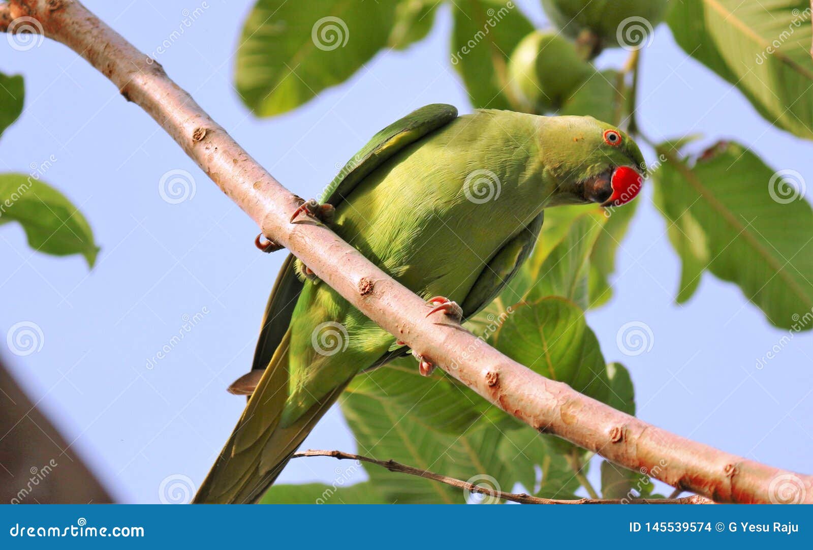 Parrats on Tree Branches As Big Tree Stick Stock Photo - Image of tree ...