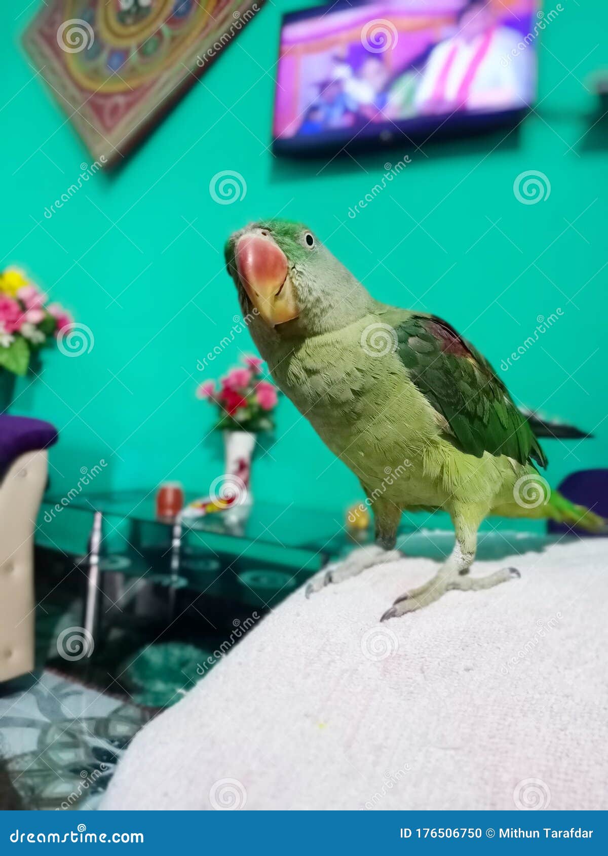 Parret this Bird are Most Attractive. Stock Photo - Image of ...