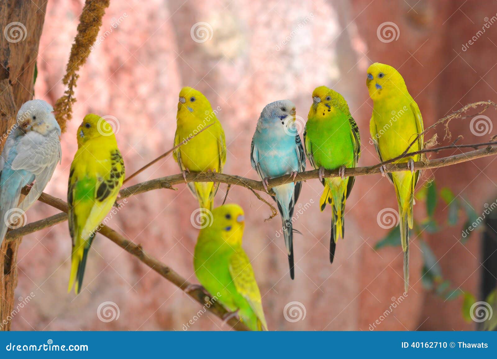 Parrocchetti Dell'australiano Di Pappagallini Ondulati Fotografia Stock ...