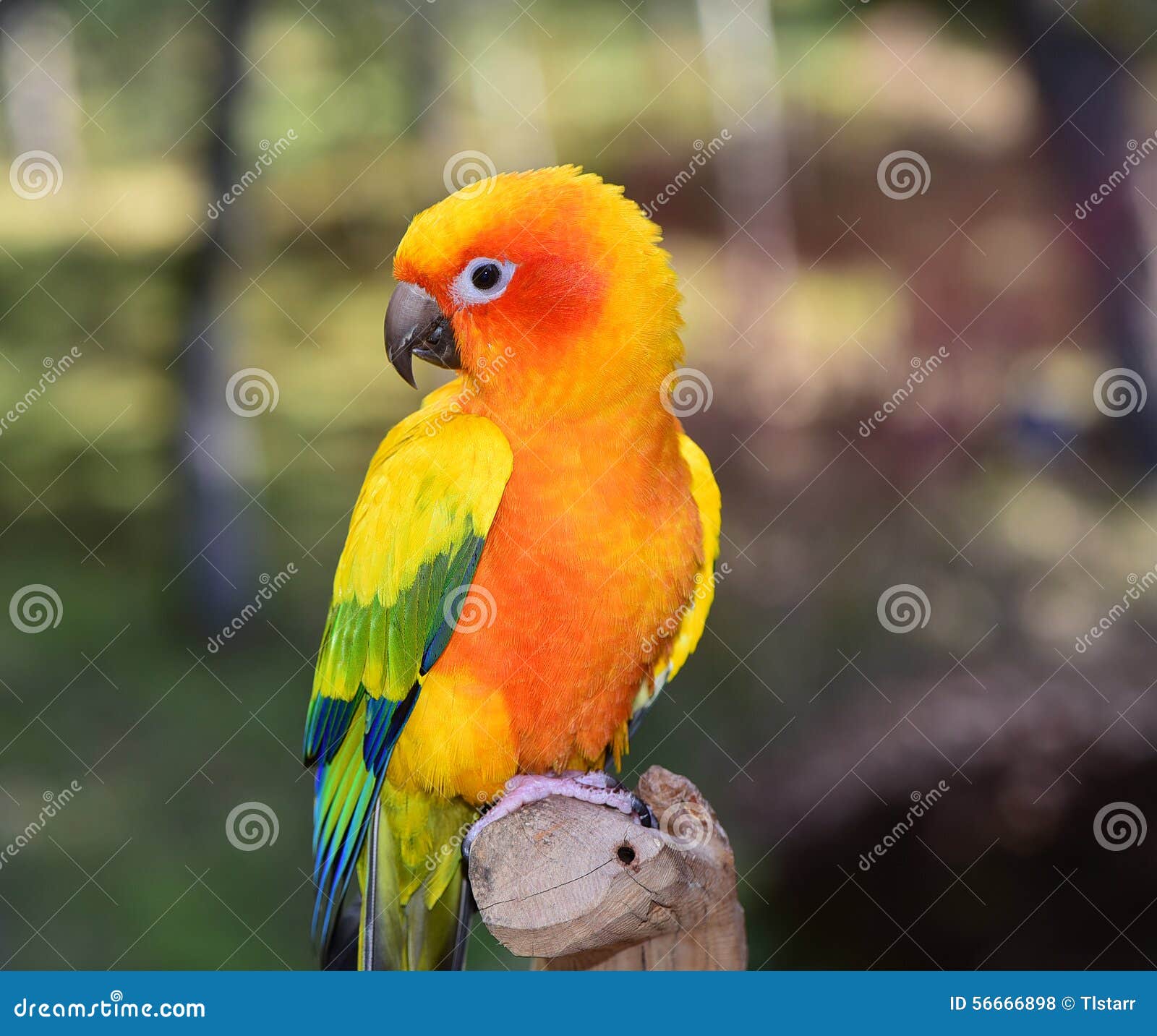 Parrocchetto Di Conuro Di Sun Fotografia Stock - Immagine di faccia ...