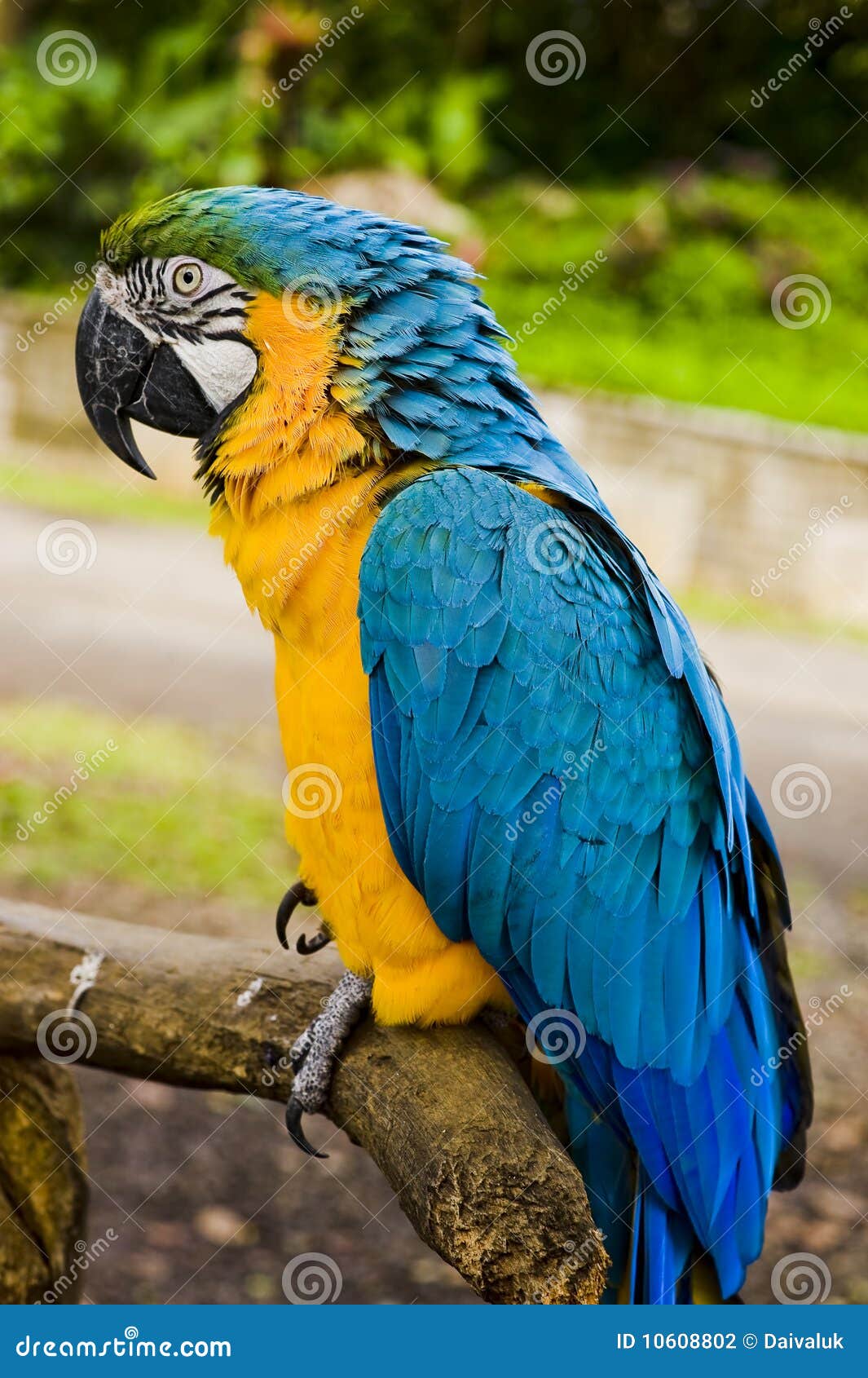 Parrot stock photo. Image of bird, vacation, postcard - 10608802