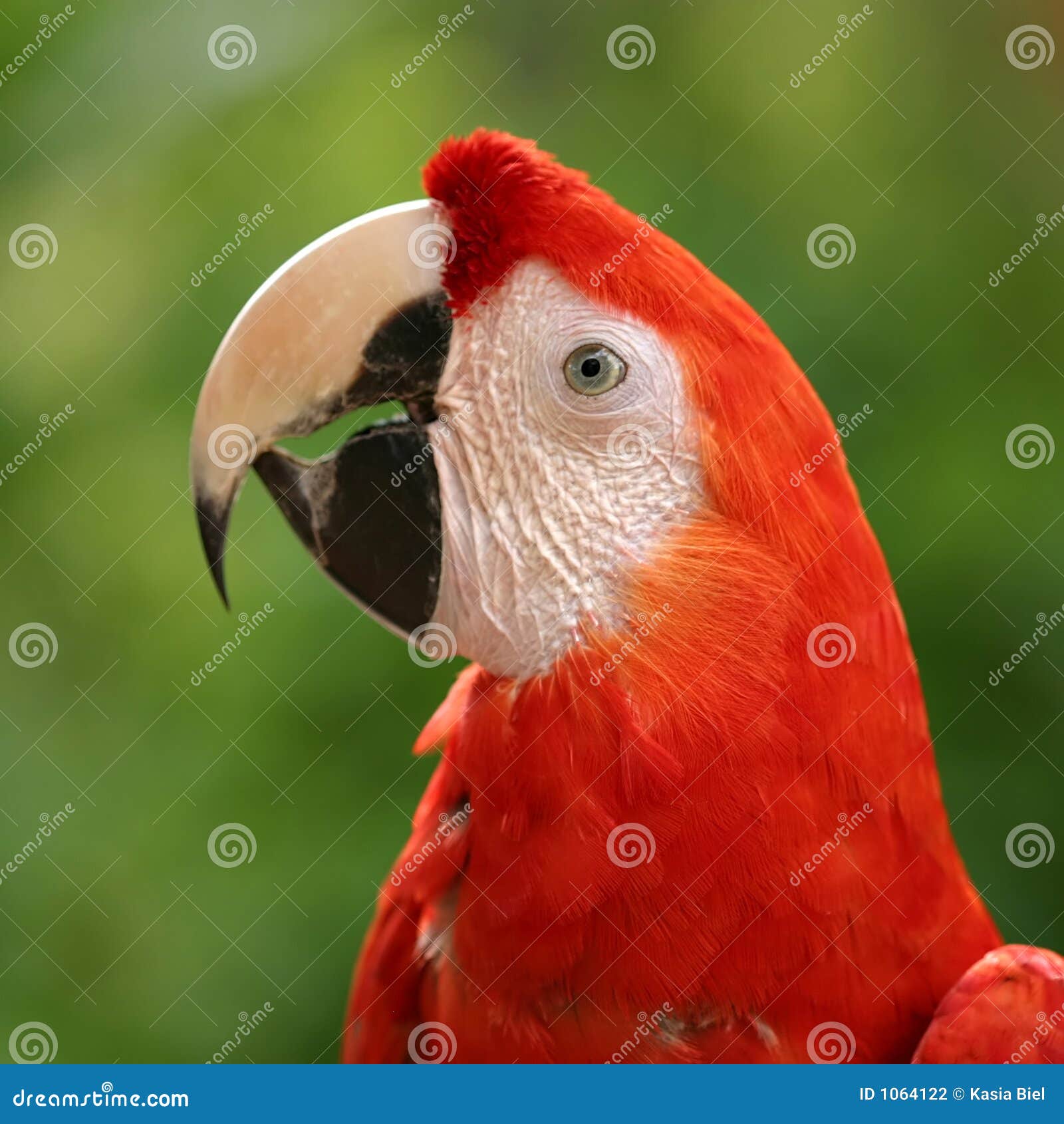 Parrot stock photo. Image of exotic, nose, animal, feathers - 1064122