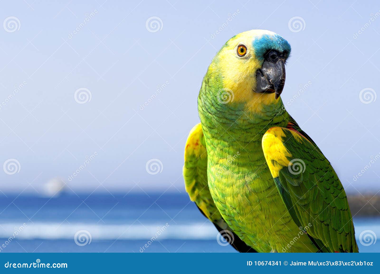 Parrot stock image. Image of observe, fauna, look, summer - 10674341