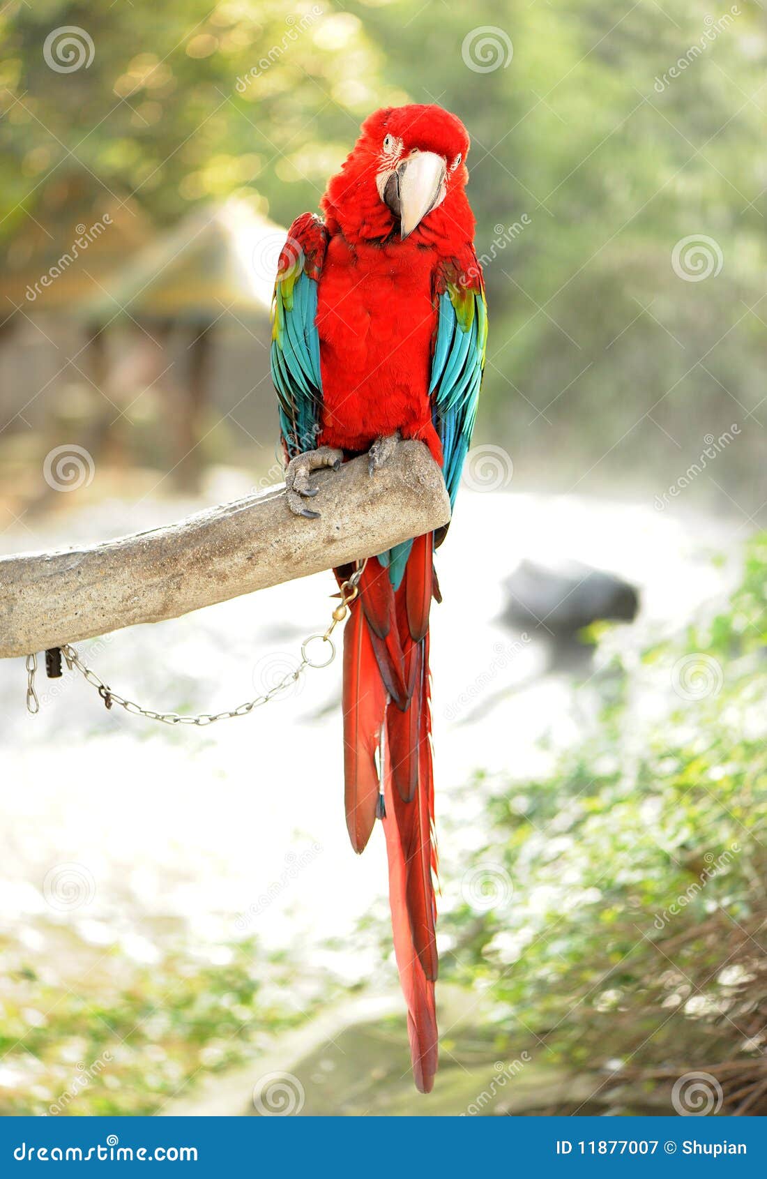 Parrot stock image. Image of amusement, stare, beak, attraction - 11877007