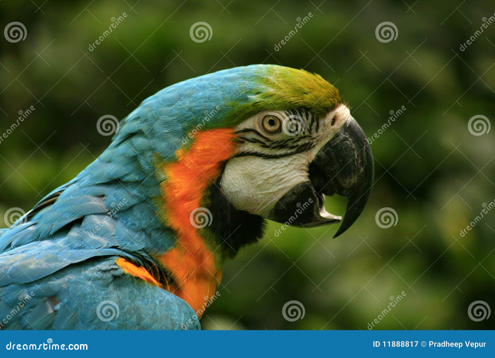 Parrot stock image. Image of parrot, nose, brazil, blue - 11888817