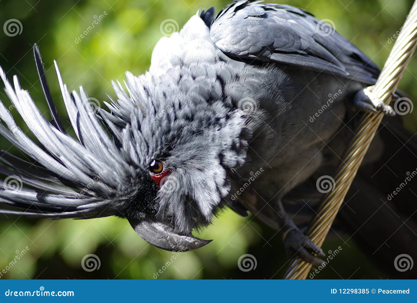 Parrot stock image. Image of flying, curious, claws, feather - 12298385