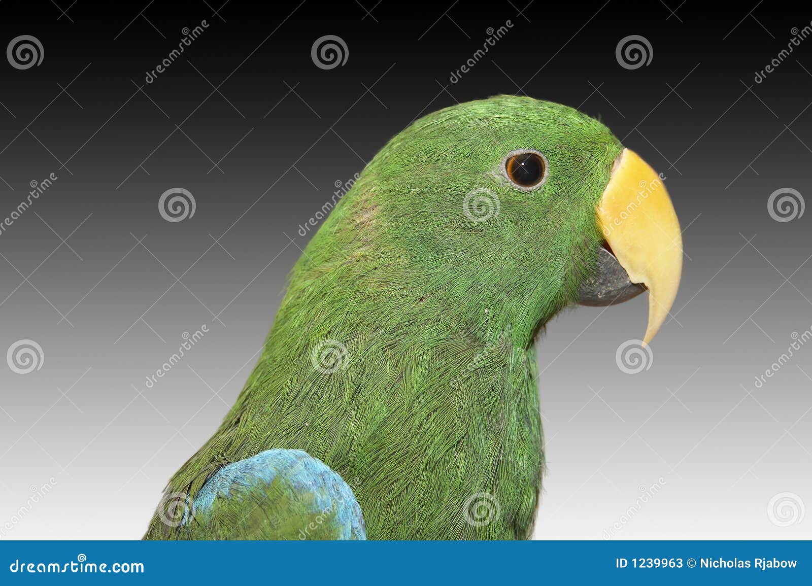 Parrot stock image. Image of beak, profile, bird, side - 1239963