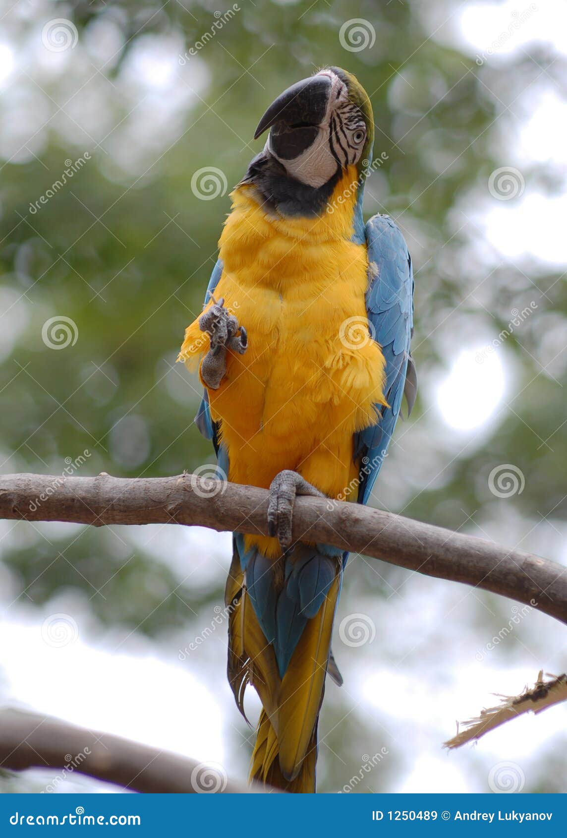 Parrot stock image. Image of colors, tropics, forest, parrots - 1250489