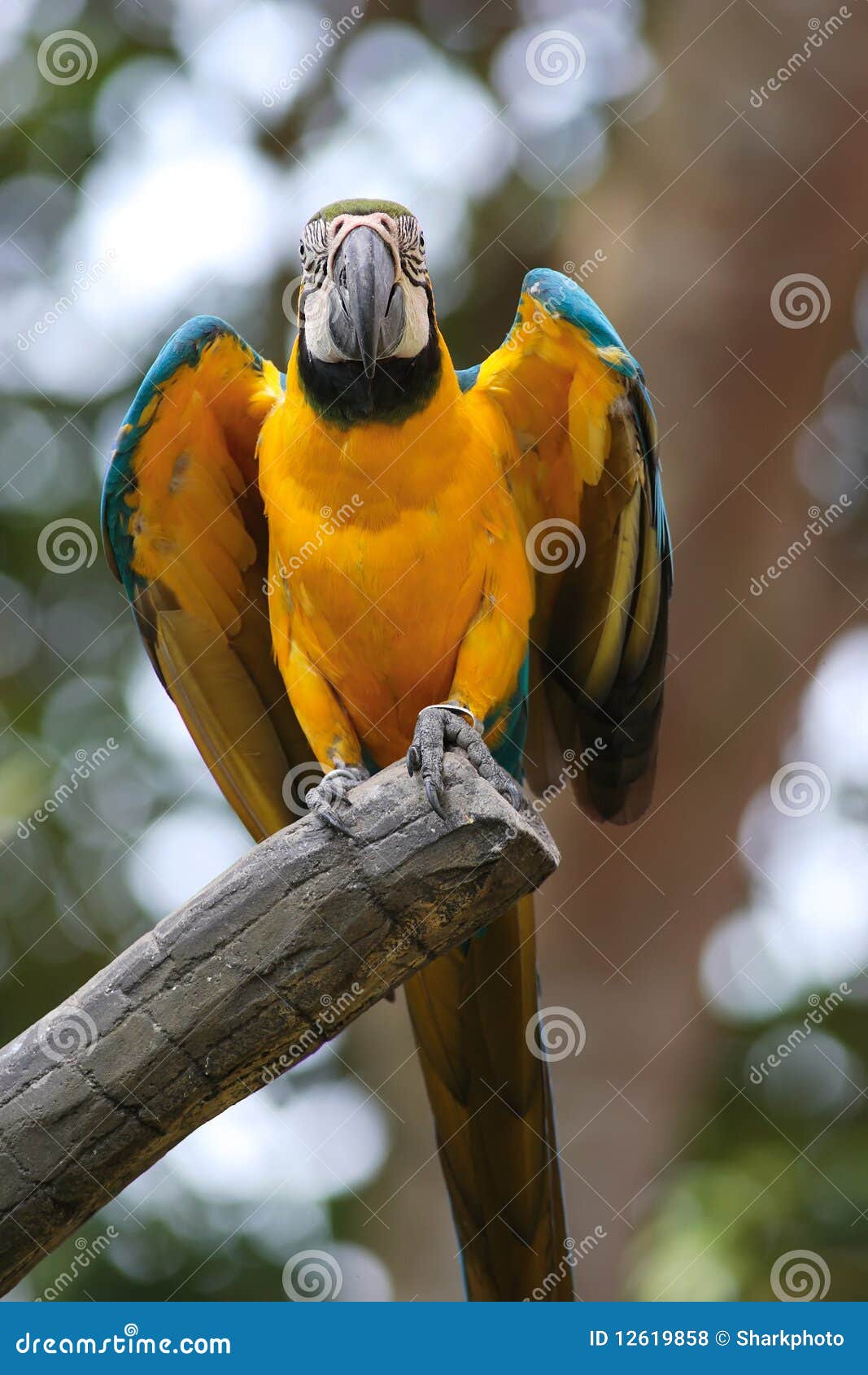 Parrot stock photo. Image of malay, malaysian, avian - 12619858