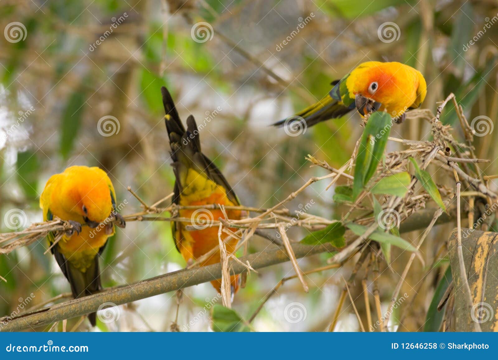 Parrot stock photo. Image of nature, greenery, parrots - 12646258