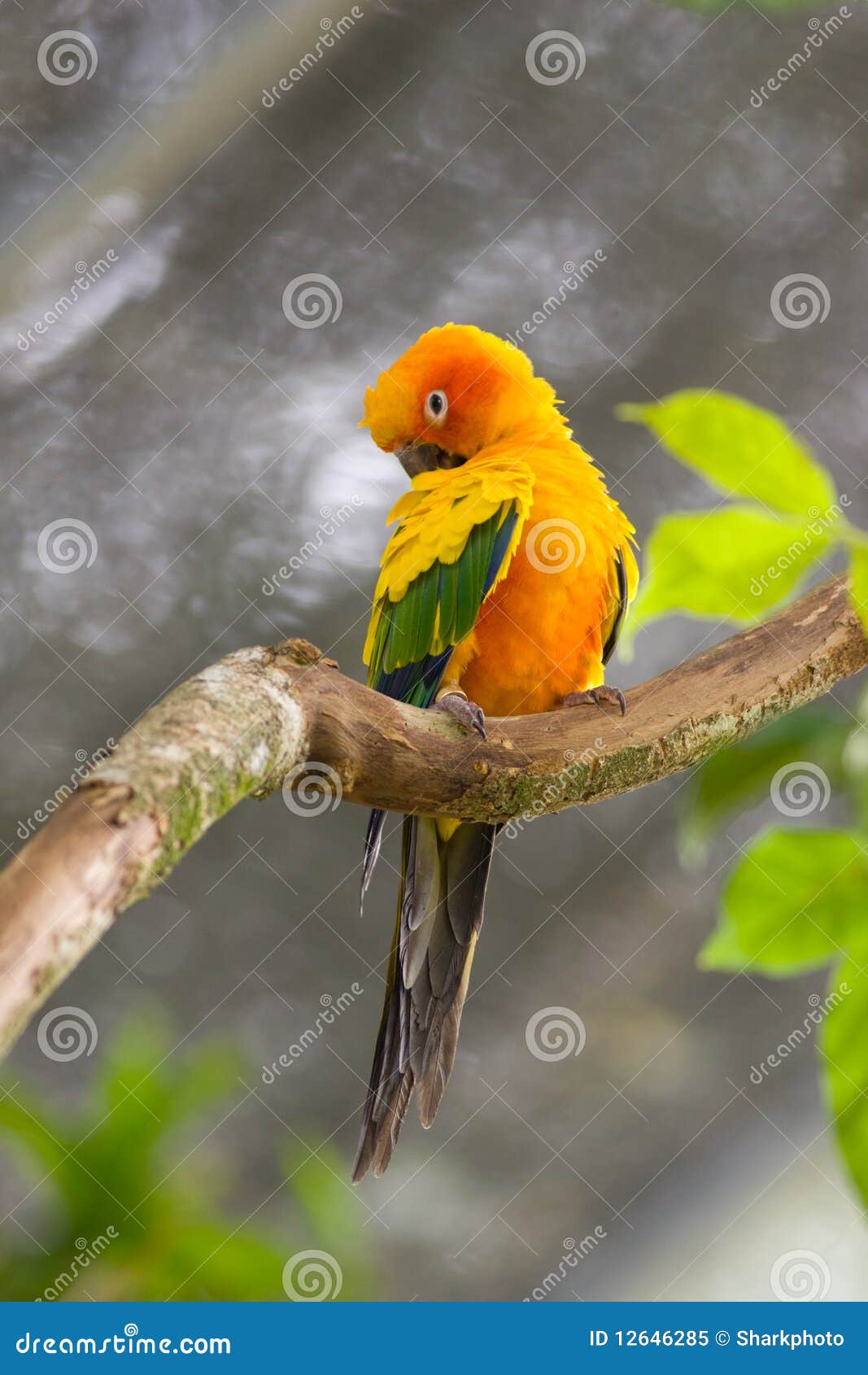 Parrot stock image. Image of animal, bird, green, malaysian - 12646285