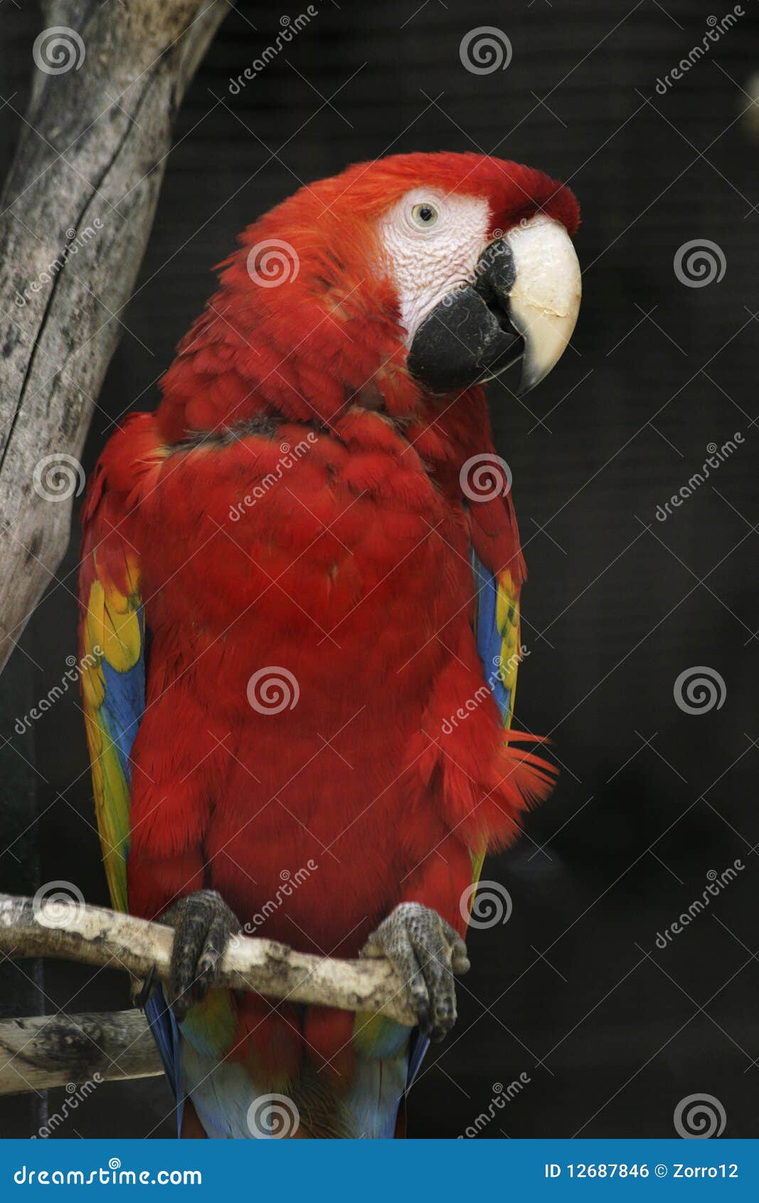 Parrot stock photo. Image of spain, animal, captivity - 12687846