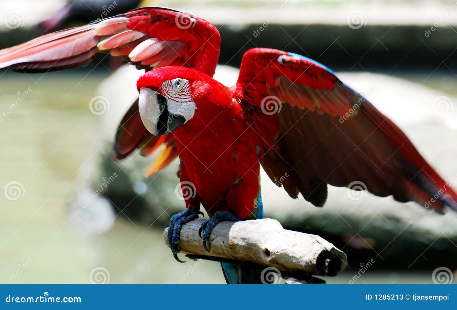 Parrot stock image. Image of portrait, colorful, tree - 1285213