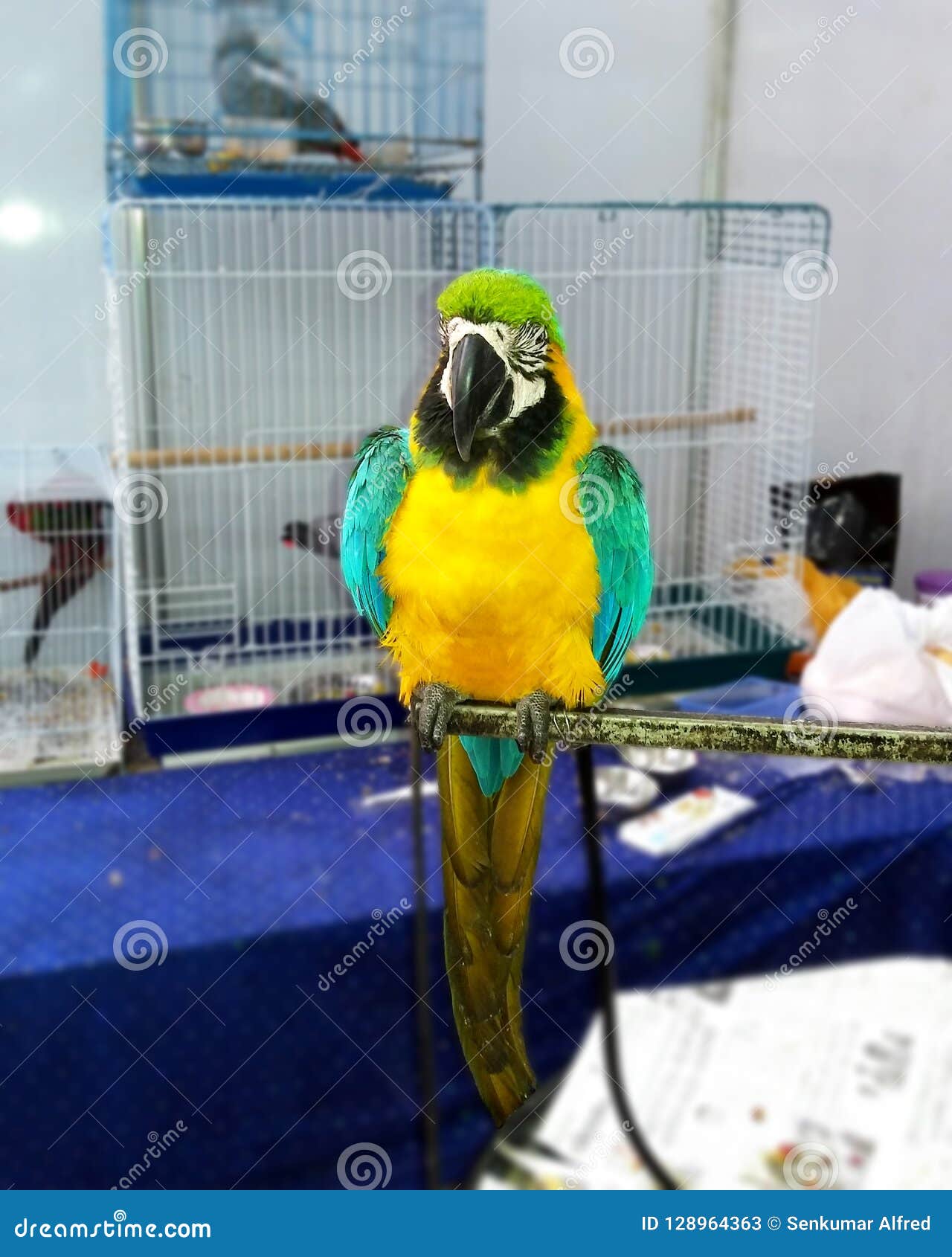 Yellow Macaw Parrot stock image. Image of vivid, gold - 128964363
