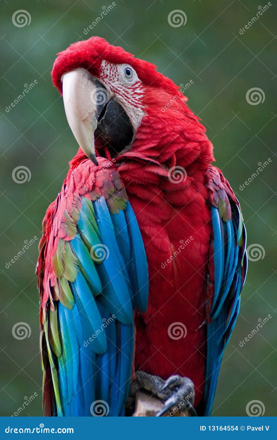 Parrot stock photo. Image of domestic, beauty, cute, landscape - 13164554