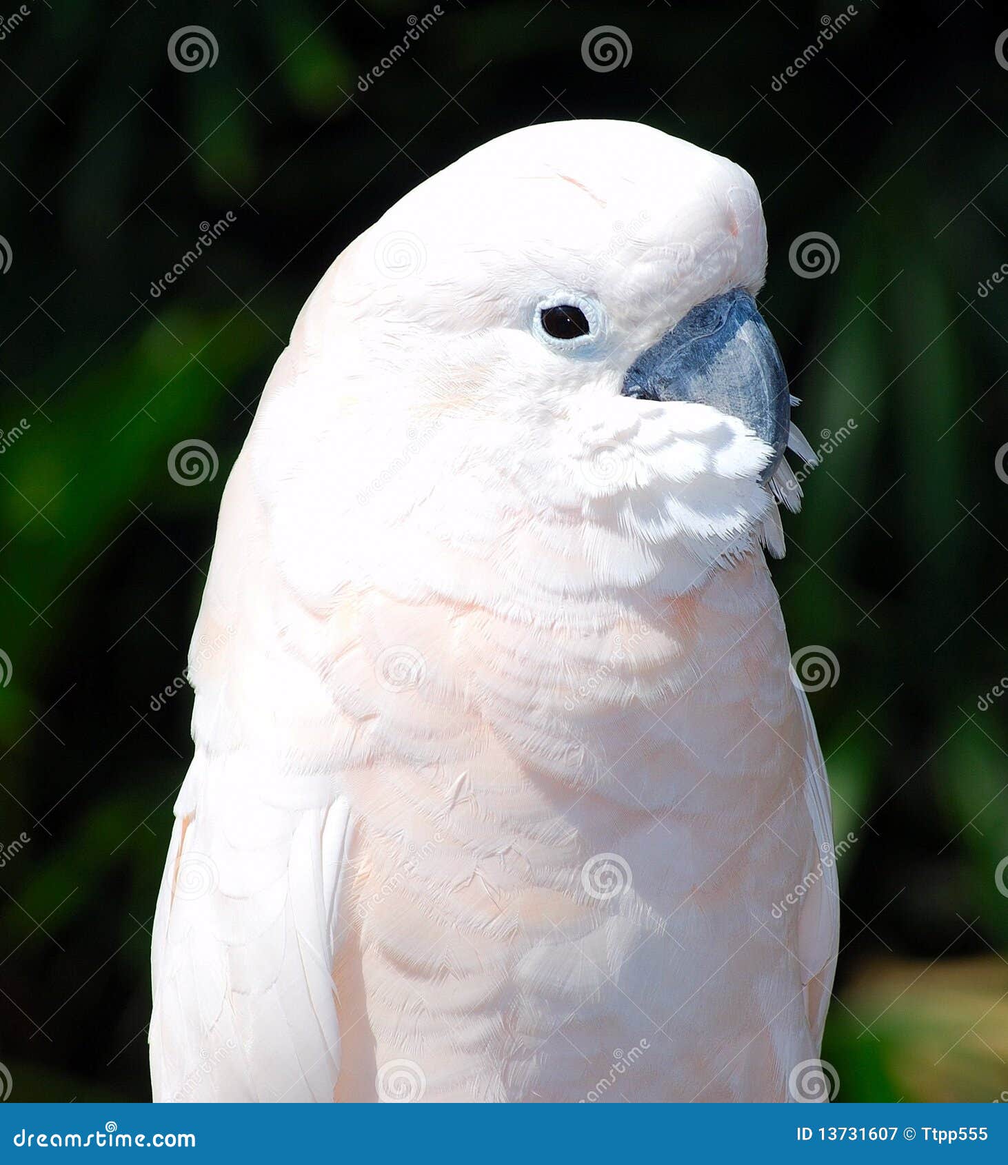 Parrot stock image. Image of bird, front, tropical, photography - 13731607