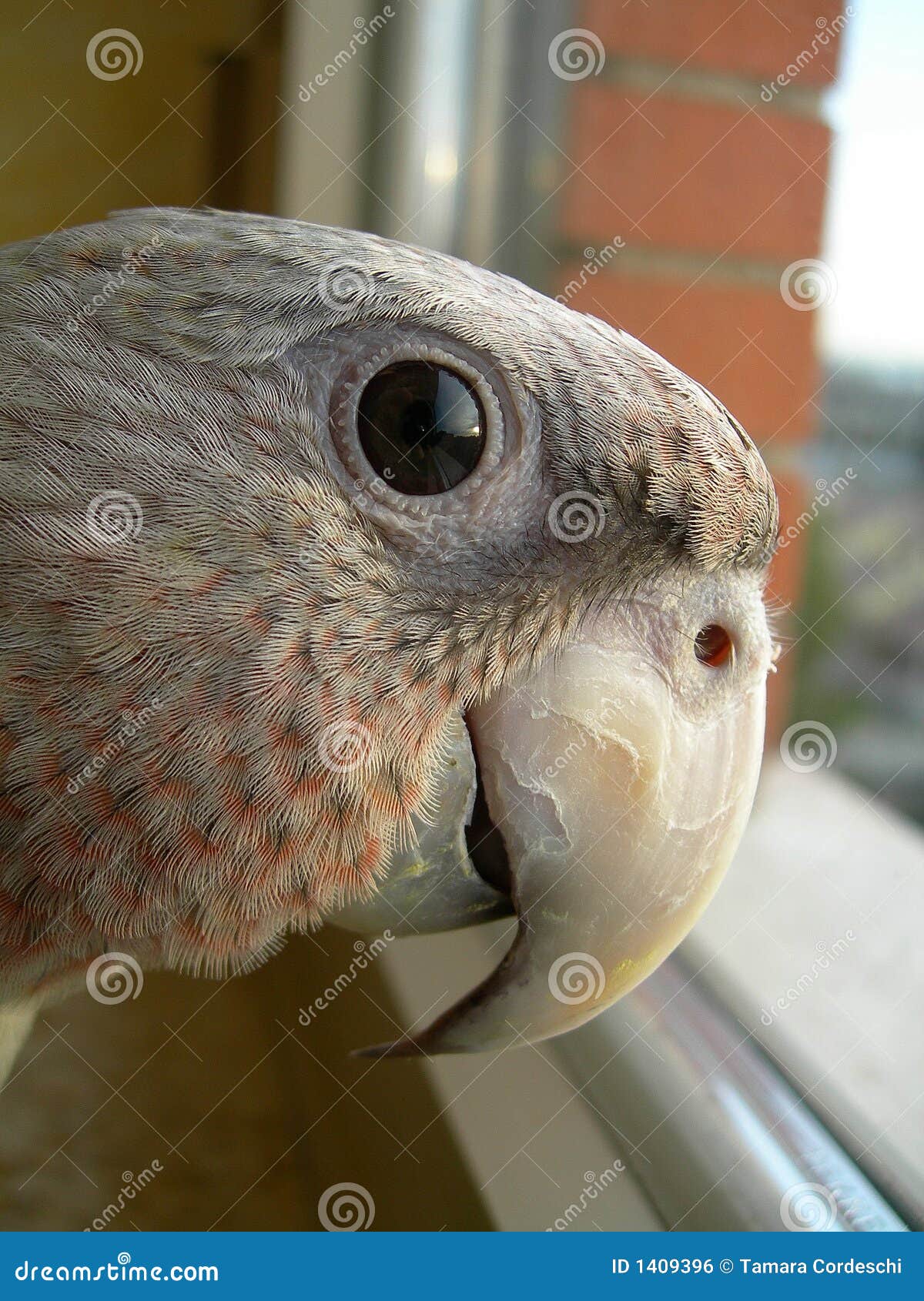 Parrot stock photo. Image of spout, parrot, nose, animal - 1409396