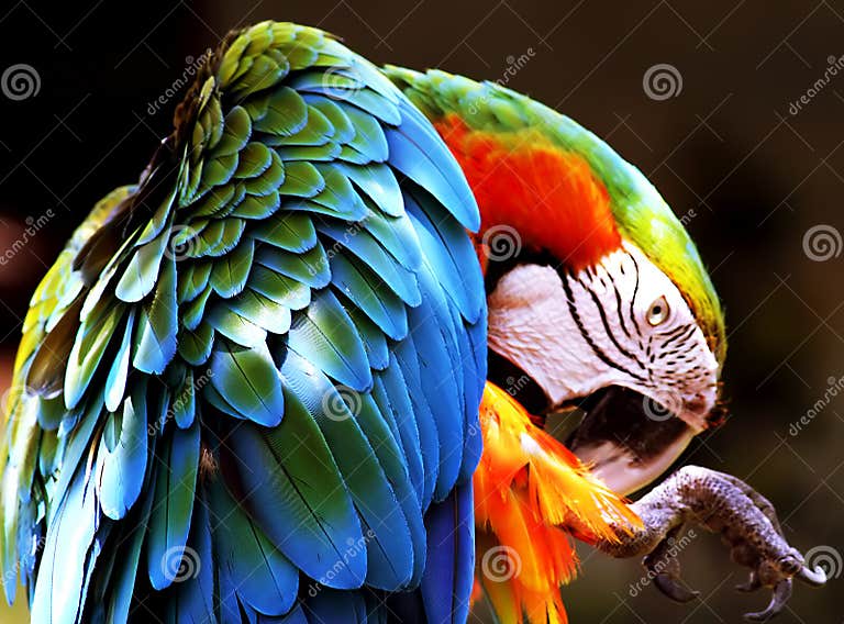 Parrot stock image. Image of close, colorful, lovely, natural - 142161