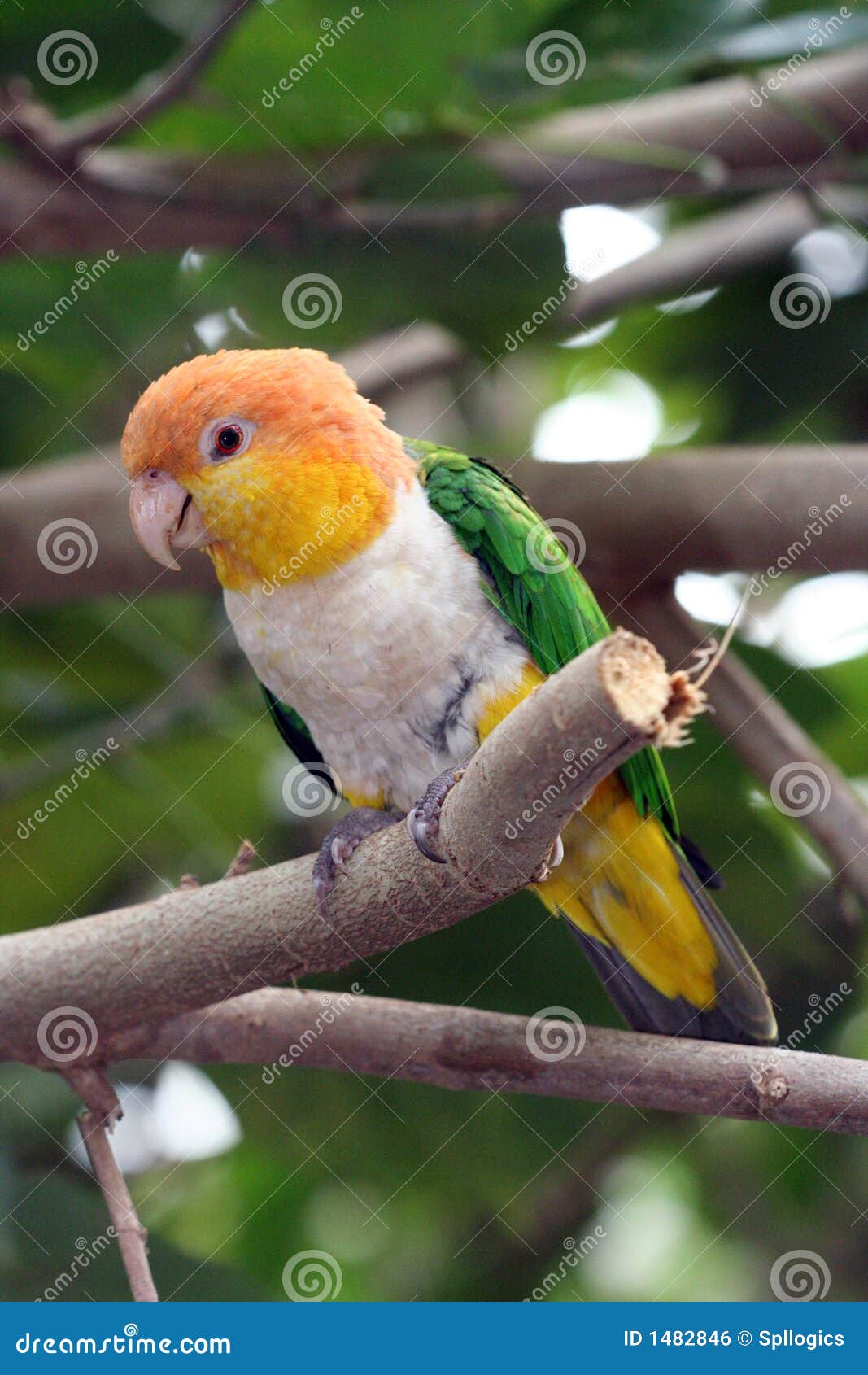 Parrot stock photo. Image of tropical, tree, orange, bird - 1482846