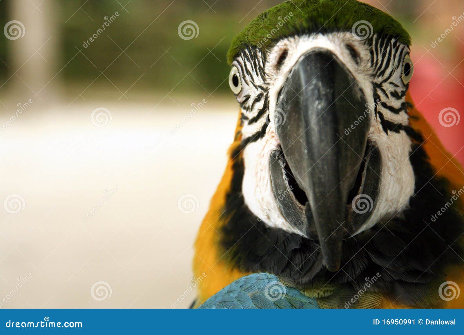 Parrot stock image. Image of beautiful, malaysia, pets - 16950991