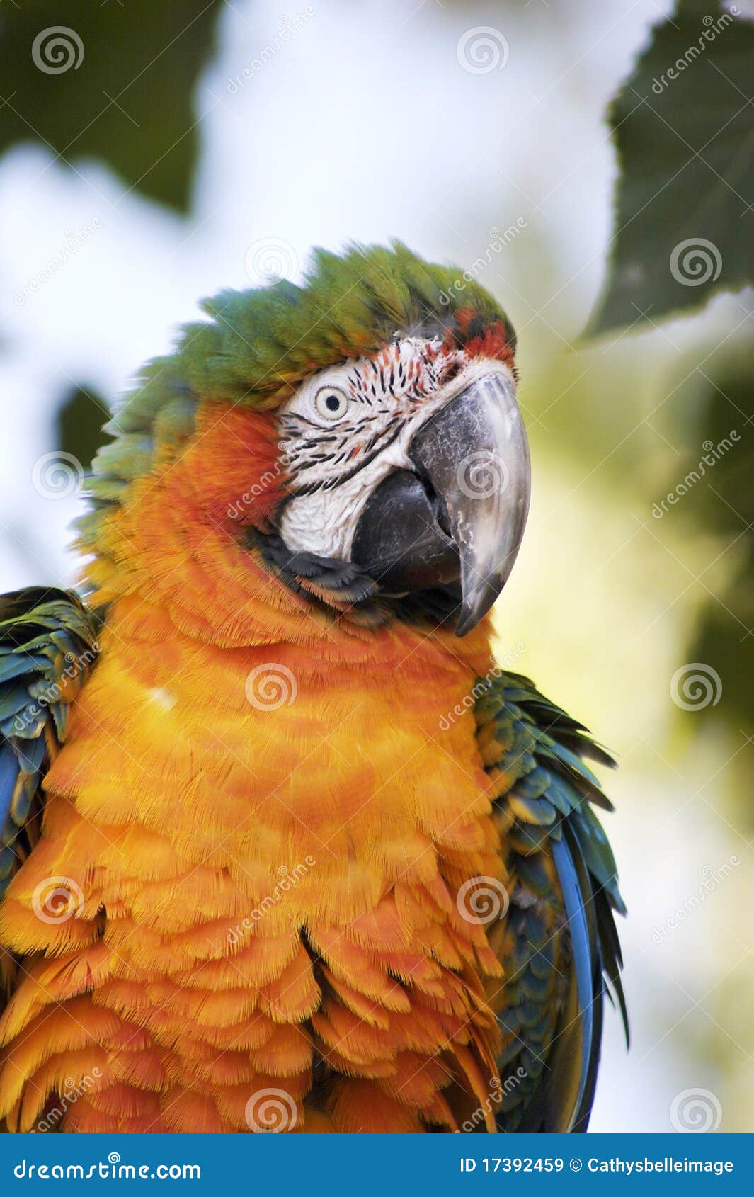 Parrot stock image. Image of close, plumage, bird, shaking - 17392459