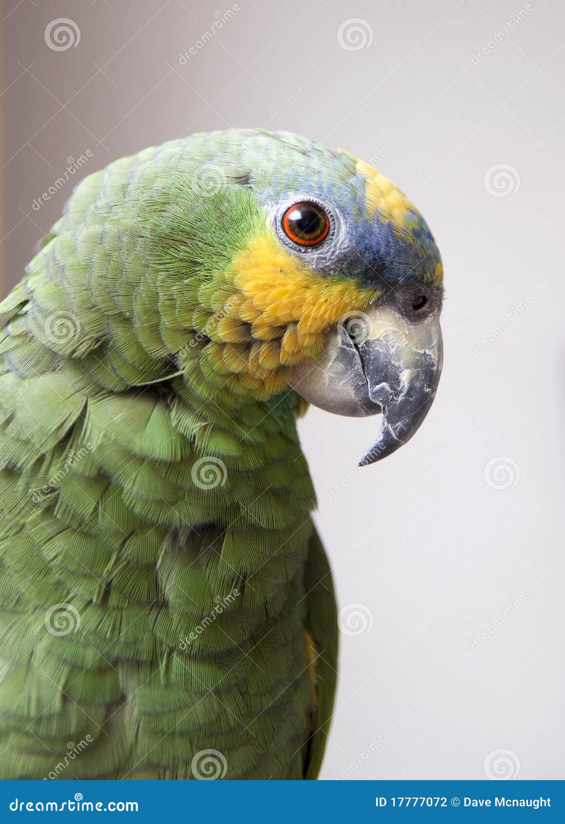 1,241 Amazon Molly Stock Photos - Free & Royalty-Free Stock Photos from ...