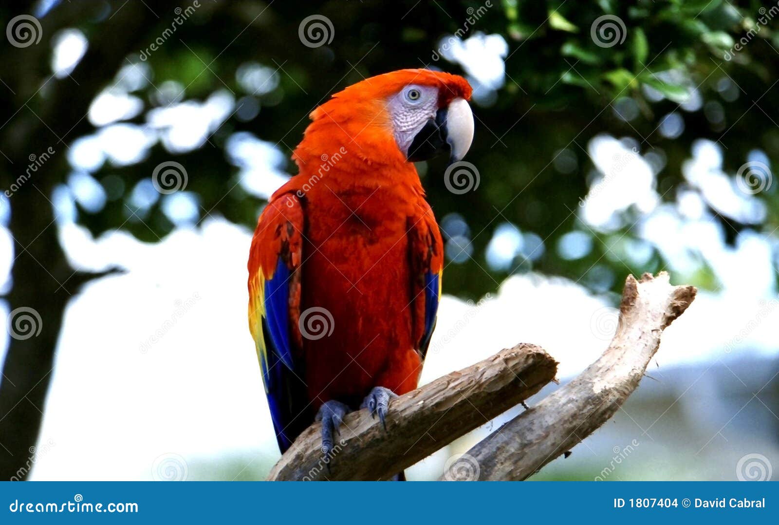 Parrot stock photo. Image of parks, nature, wild, parrots - 1807404
