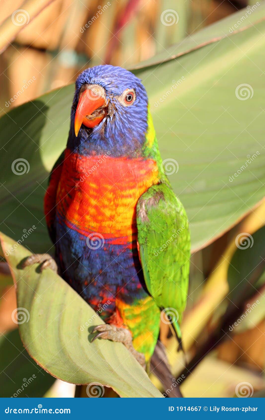 Parrot stock image. Image of world, animals, popinjay - 1914667