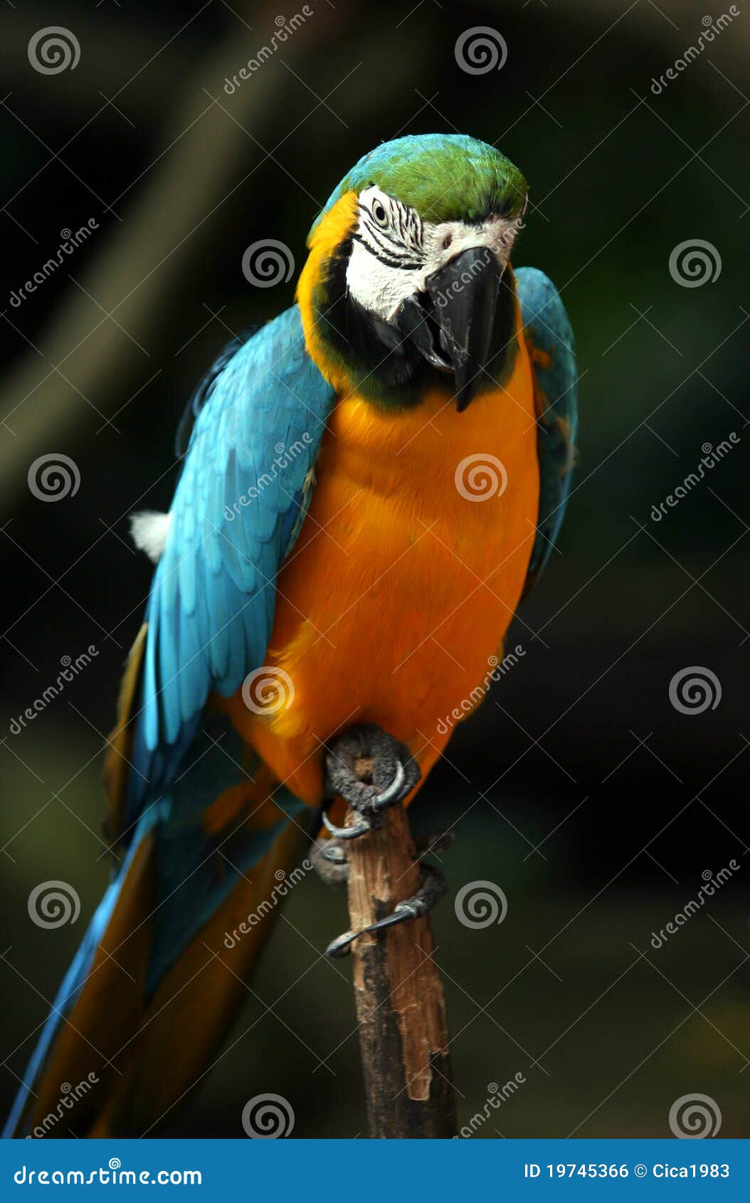Parrot stock photo. Image of yellow, tame, staring, animal - 19745366