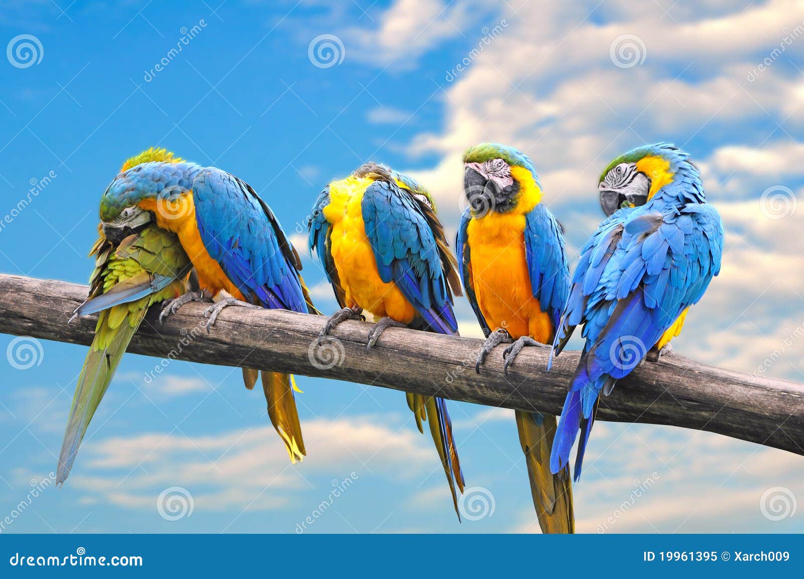 Parrot stock image. Image of blue, group, animals, sunny - 19961395