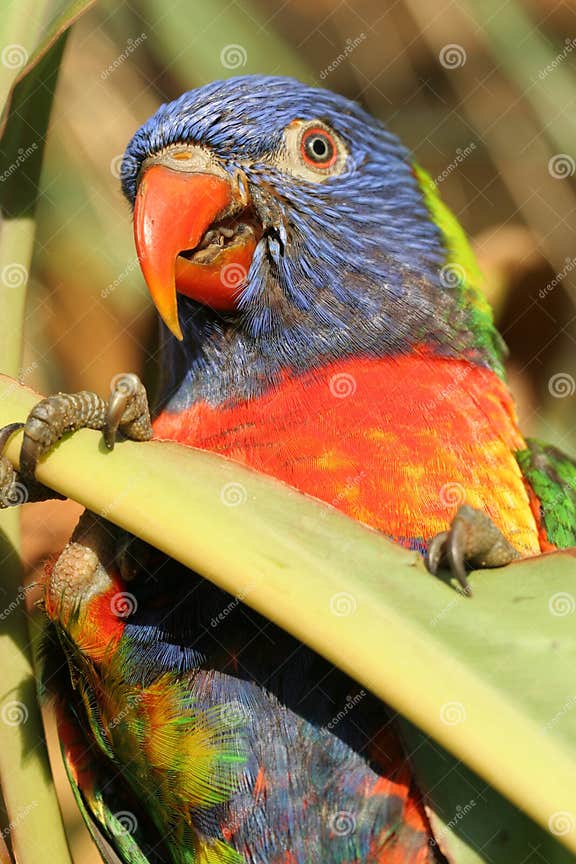 Parrot 2 stock image. Image of parrakeet, popinjay, banan - 1914677