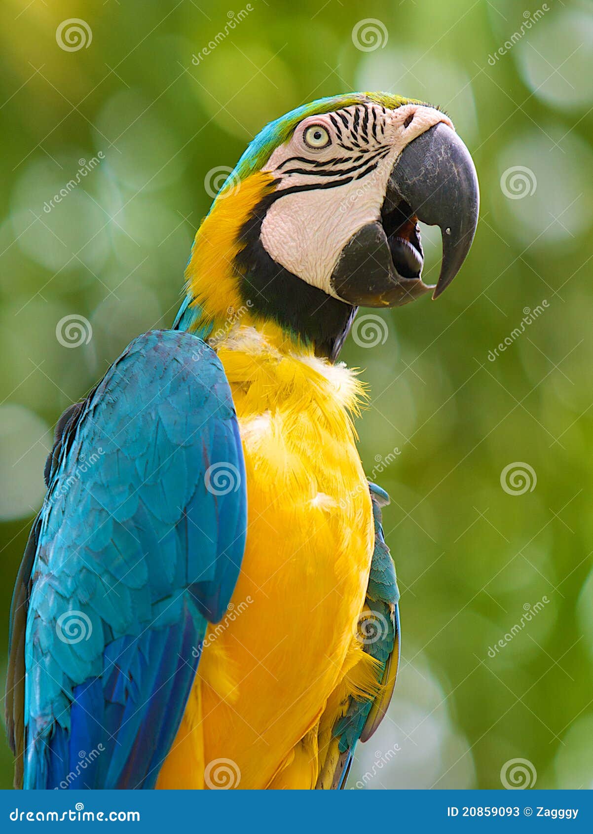 Parrot stock image. Image of cute, descriptive, profile - 20859093