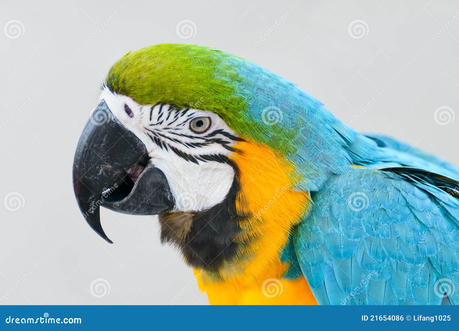 Parrot stock photo. Image of bill, beak, bird, brilliant - 21654086