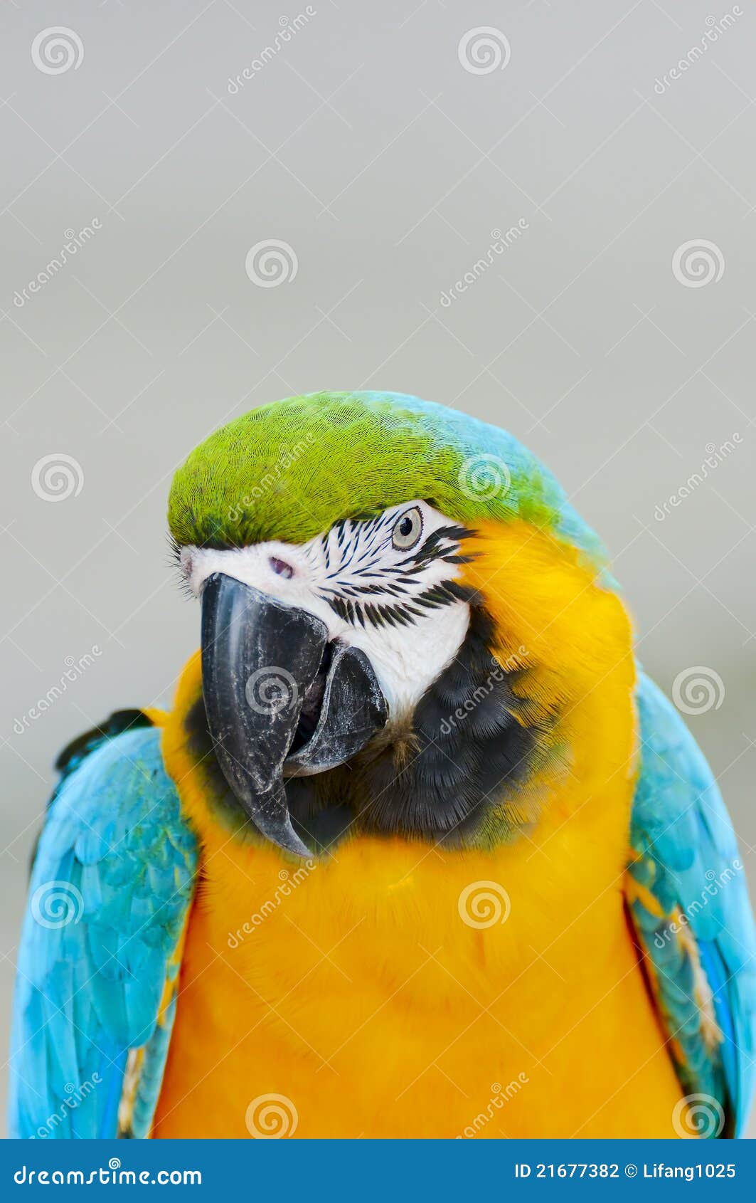 Parrot stock photo. Image of close, green, tropics, rainforest - 21677382