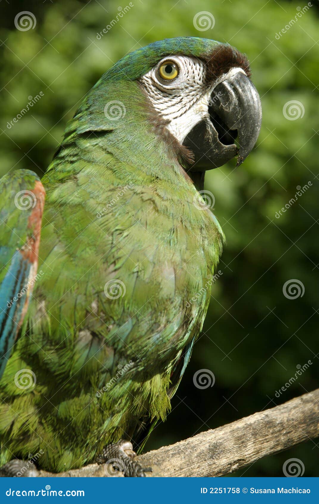 Parrot stock photo. Image of bolivia, leafs, nature, animal - 2251758