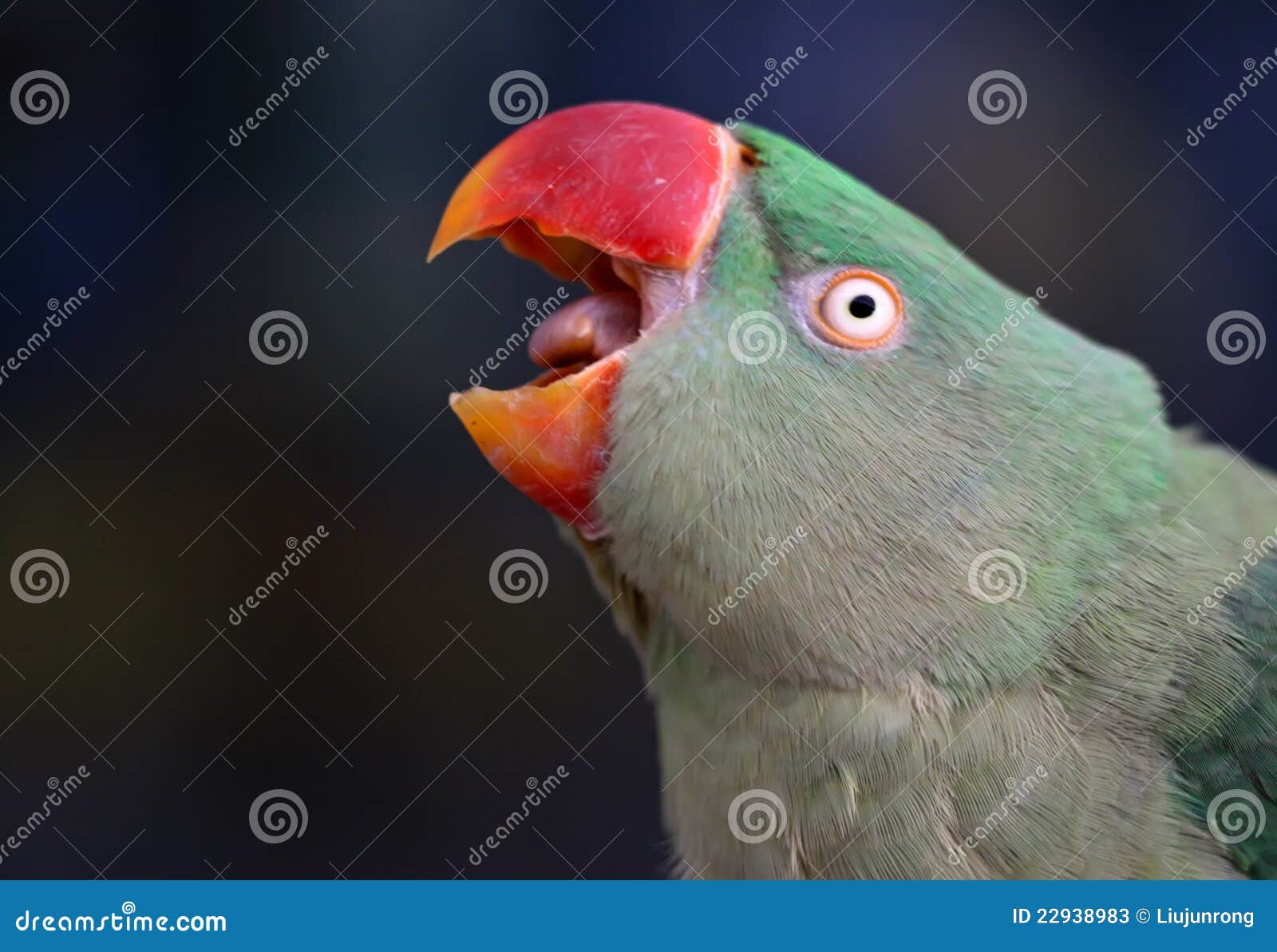 Parrot stock image. Image of birds, environment, nature - 22938983