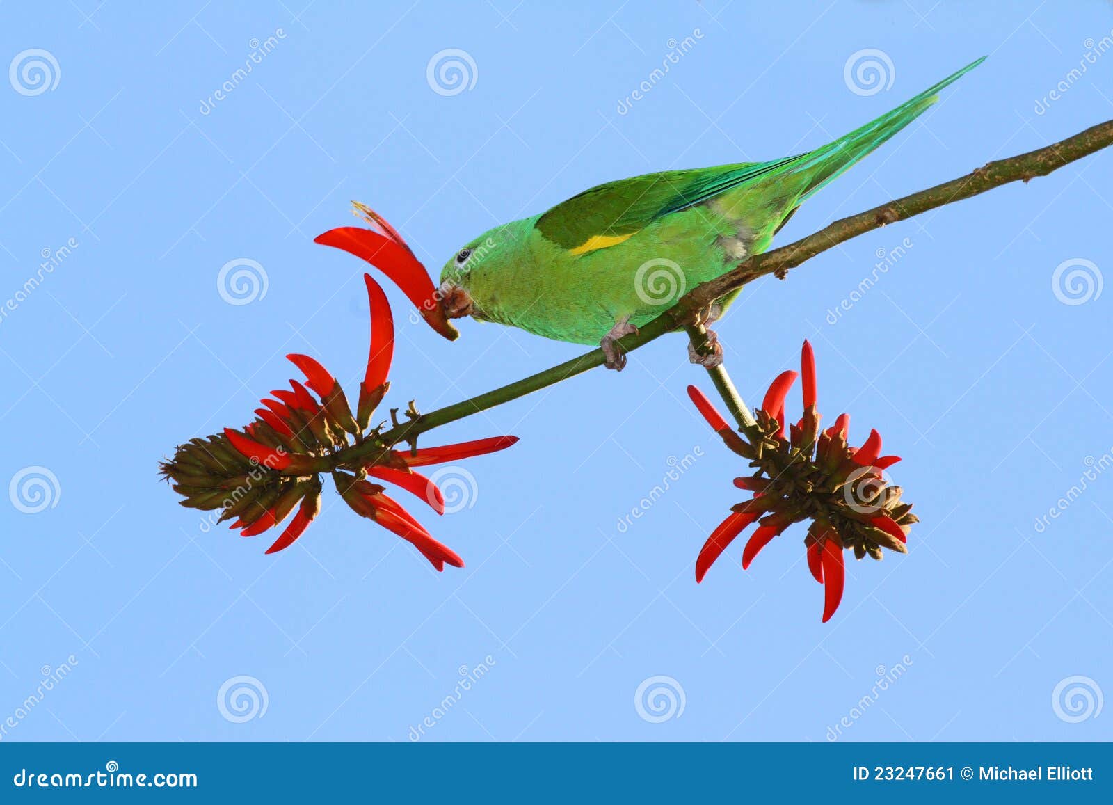 Parrot stock image. Image of petal, garden, bird, bright - 23247661