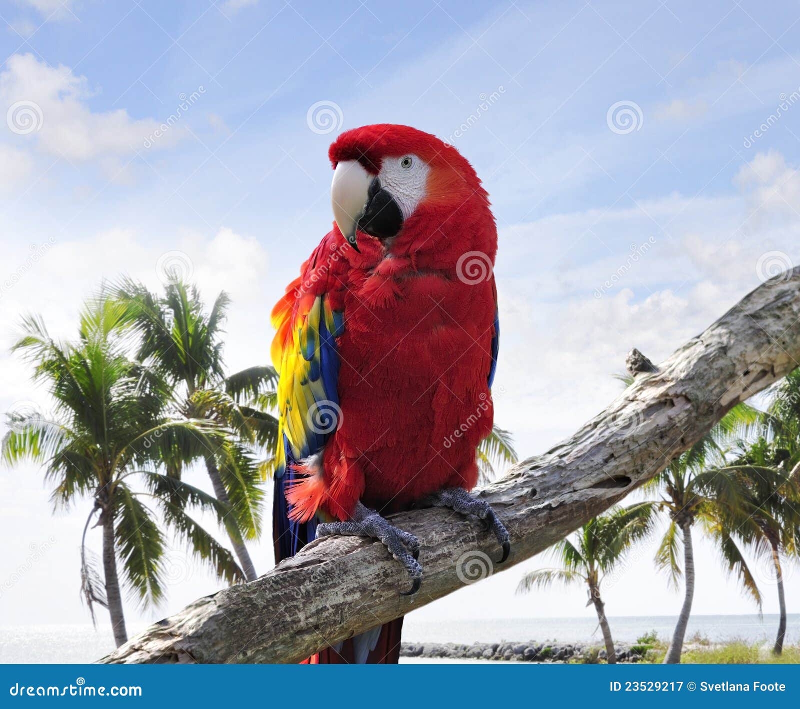 Parrot stock image. Image of perched, wildlife, parrot - 23529217