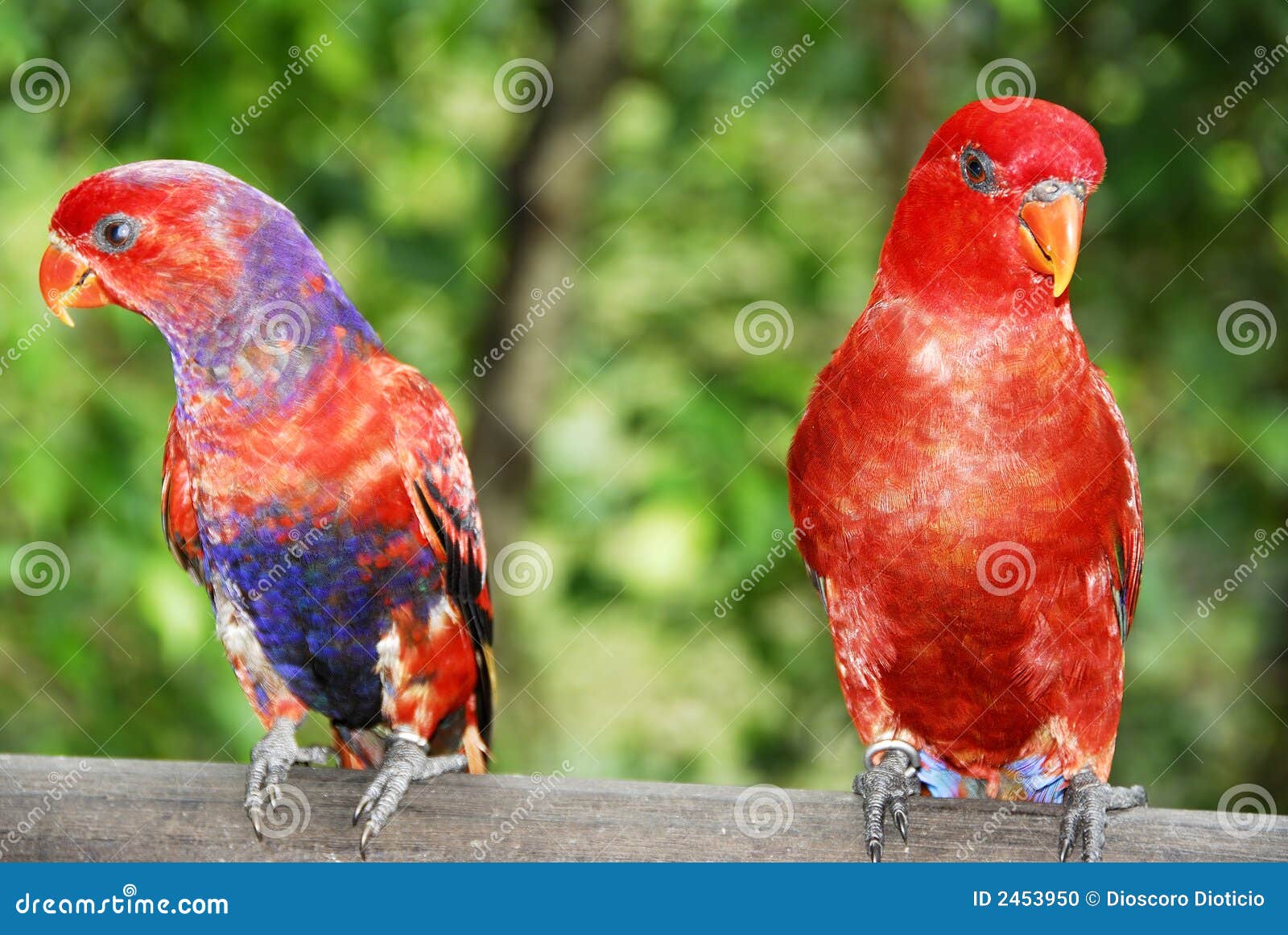 Parrot stock photo. Image of fluff, birds, animal, tropical - 2453950