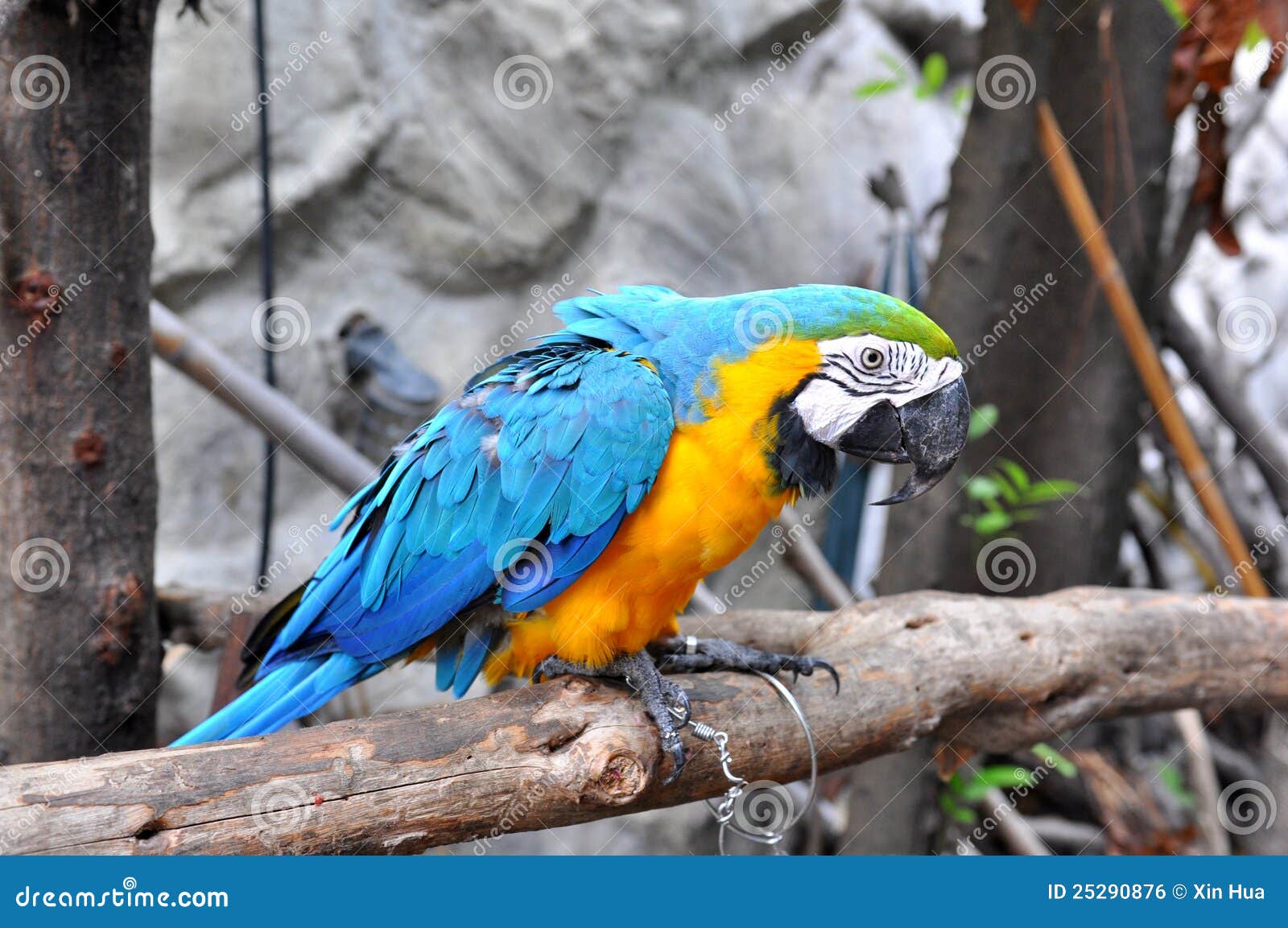 Parrot stock photo. Image of beautiful, portrait, domestic - 25290876