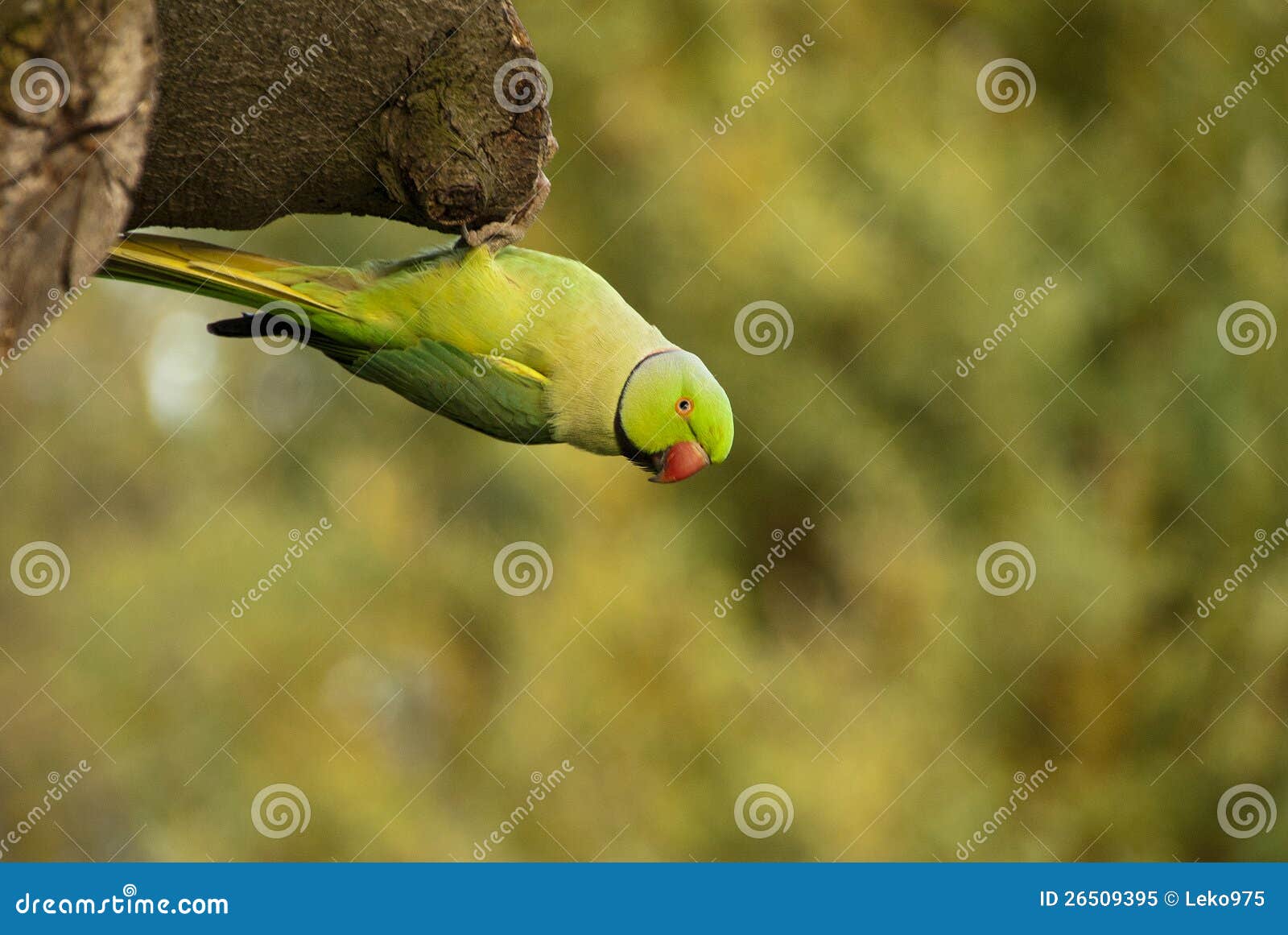 Parrot stock image. Image of amsterdam, bird, holland - 26509395