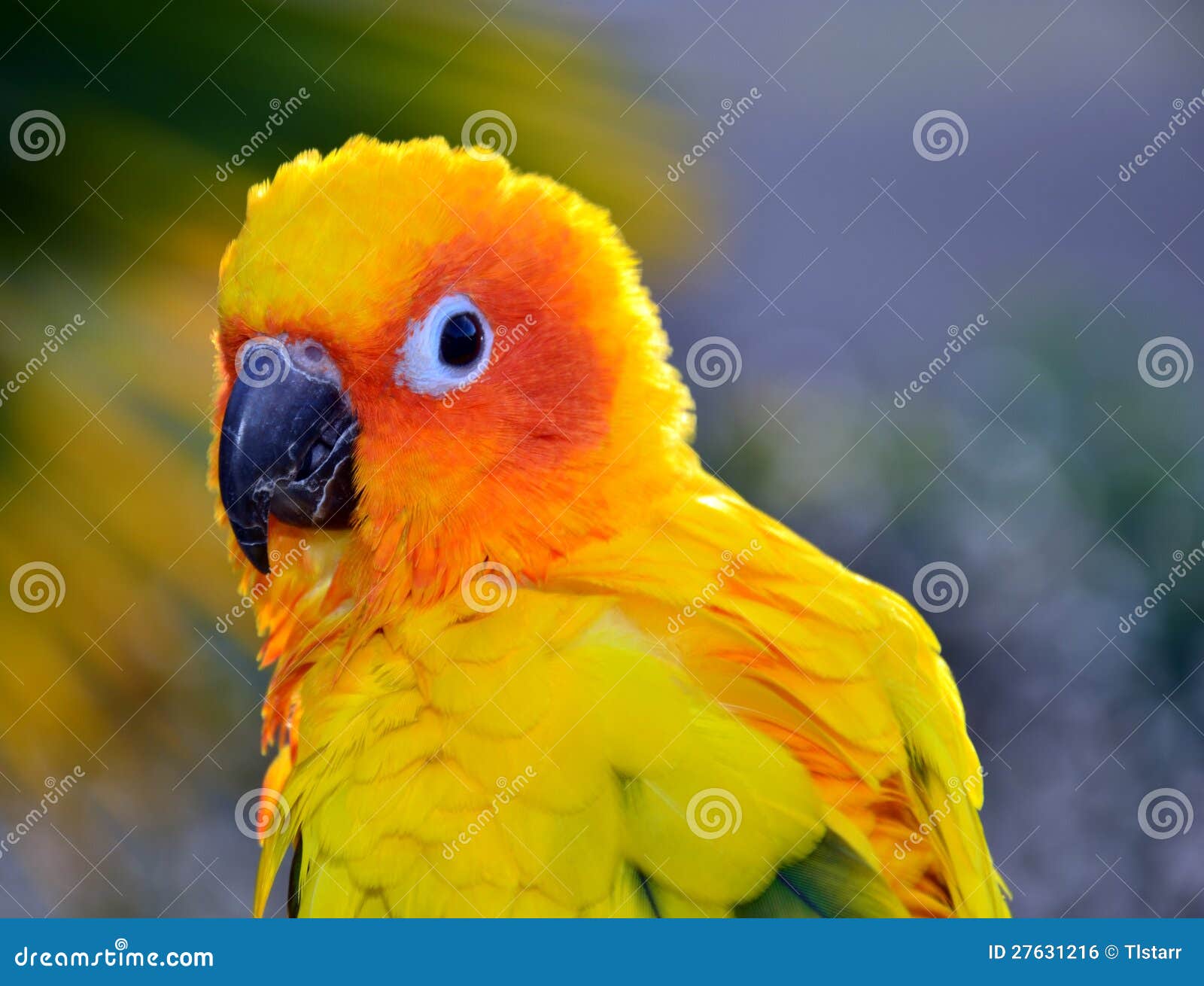 Parrot stock photo. Image of parrot, bird, orange, colorful - 27631216