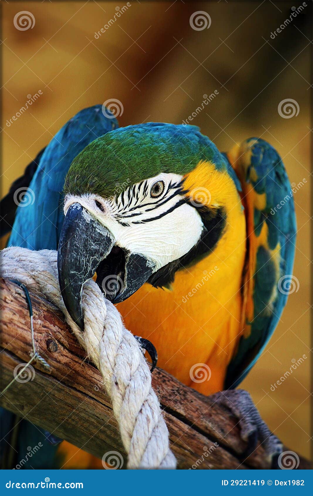 Parrot stock image. Image of parrot, colors, birds, action - 29221419