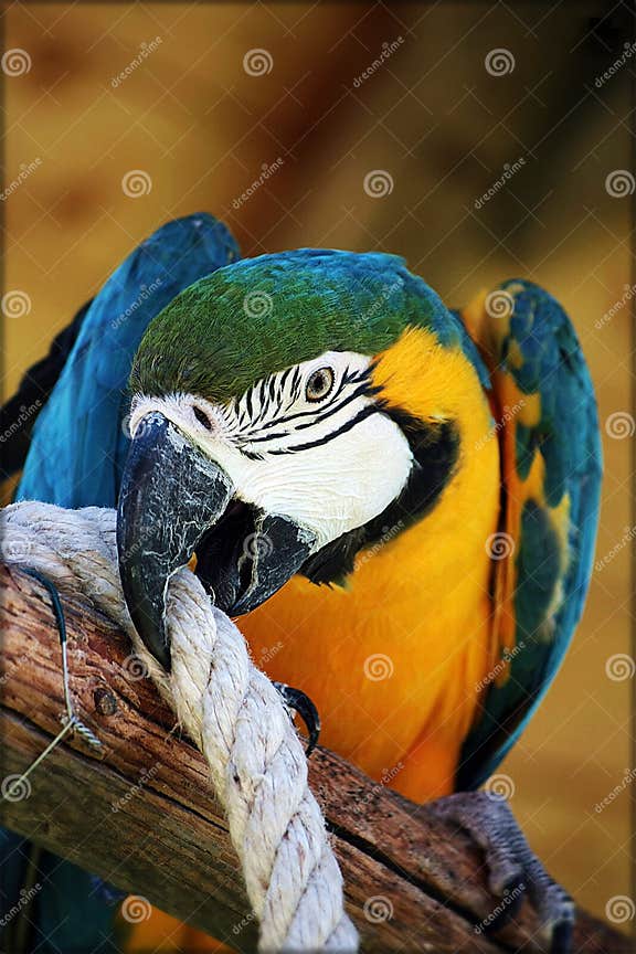 Parrot stock image. Image of parrot, colors, birds, action - 29221419