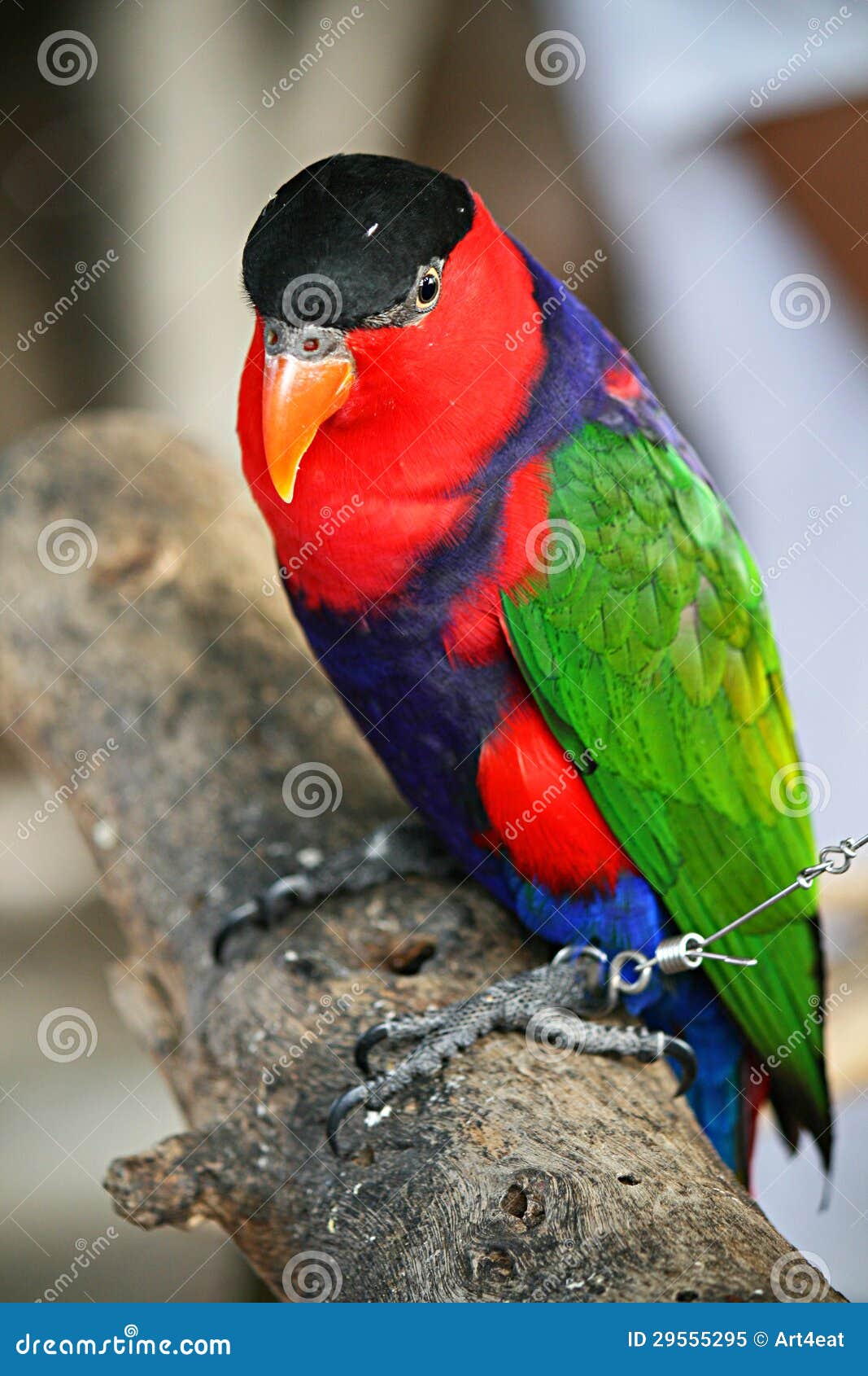 Parrot stock image. Image of colourful, parrot, closeup - 29555295