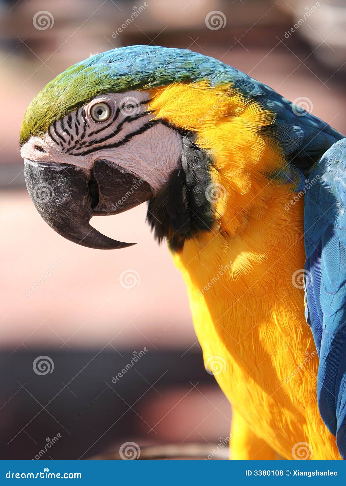 Parrot stock photo. Image of yellow, animals, staring - 3380108